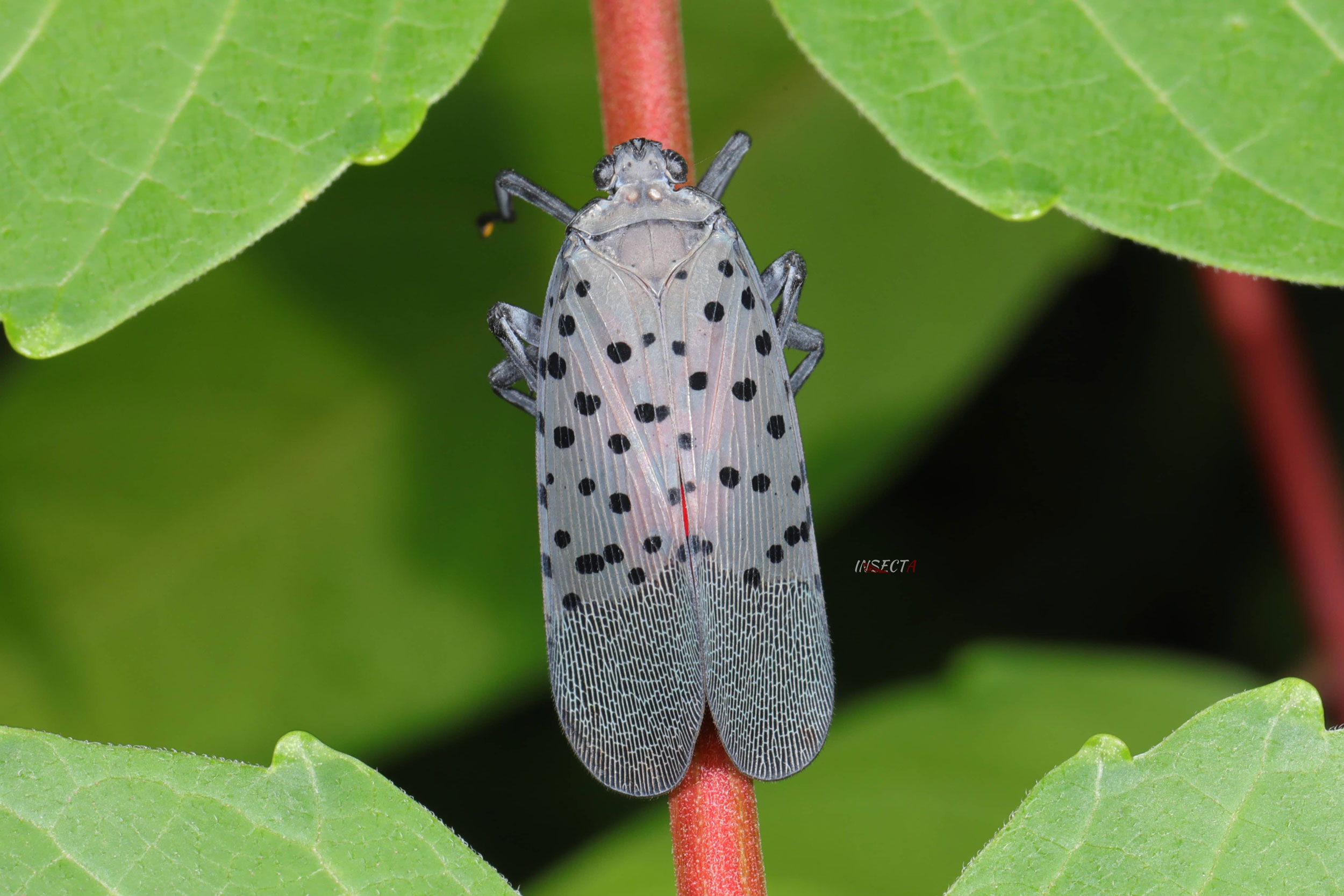 斑衣蜡蝉 Lycorma delicatula – IISDW