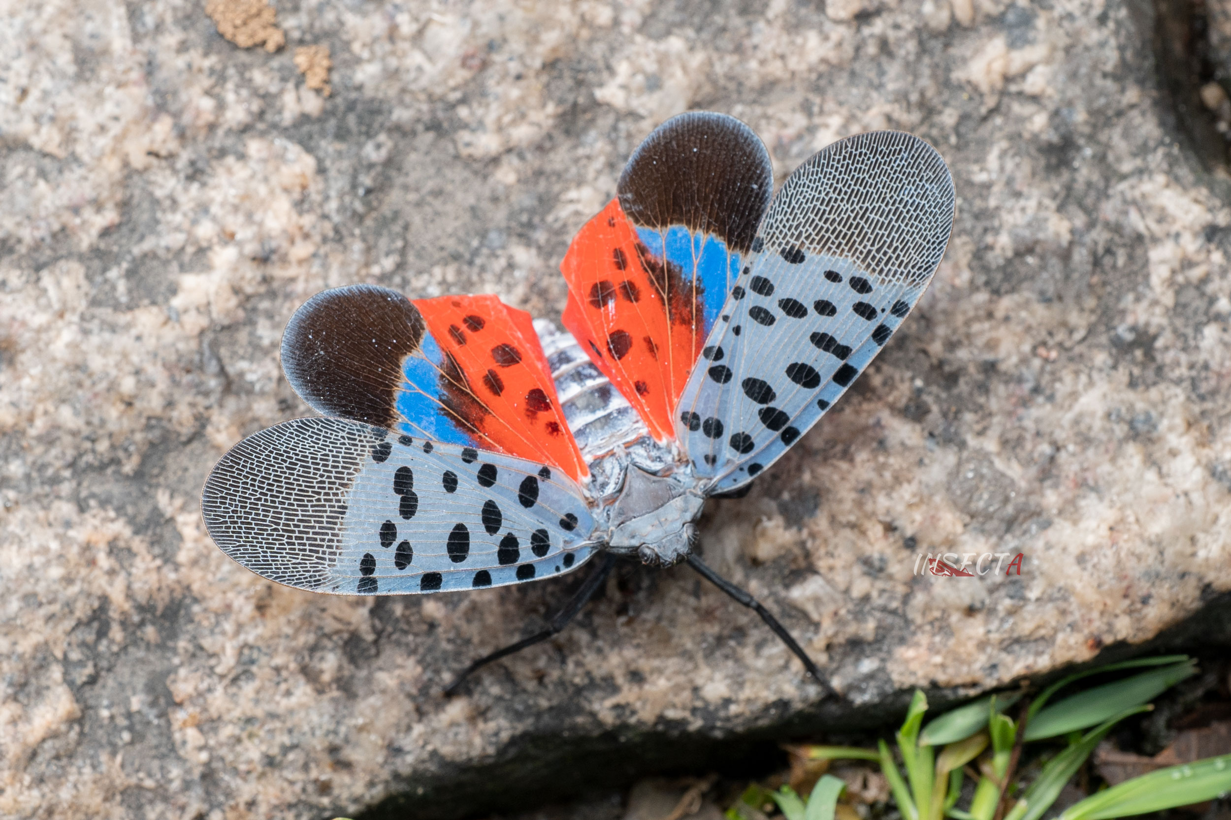 斑衣蜡蝉 Lycorma delicatula – IISDW