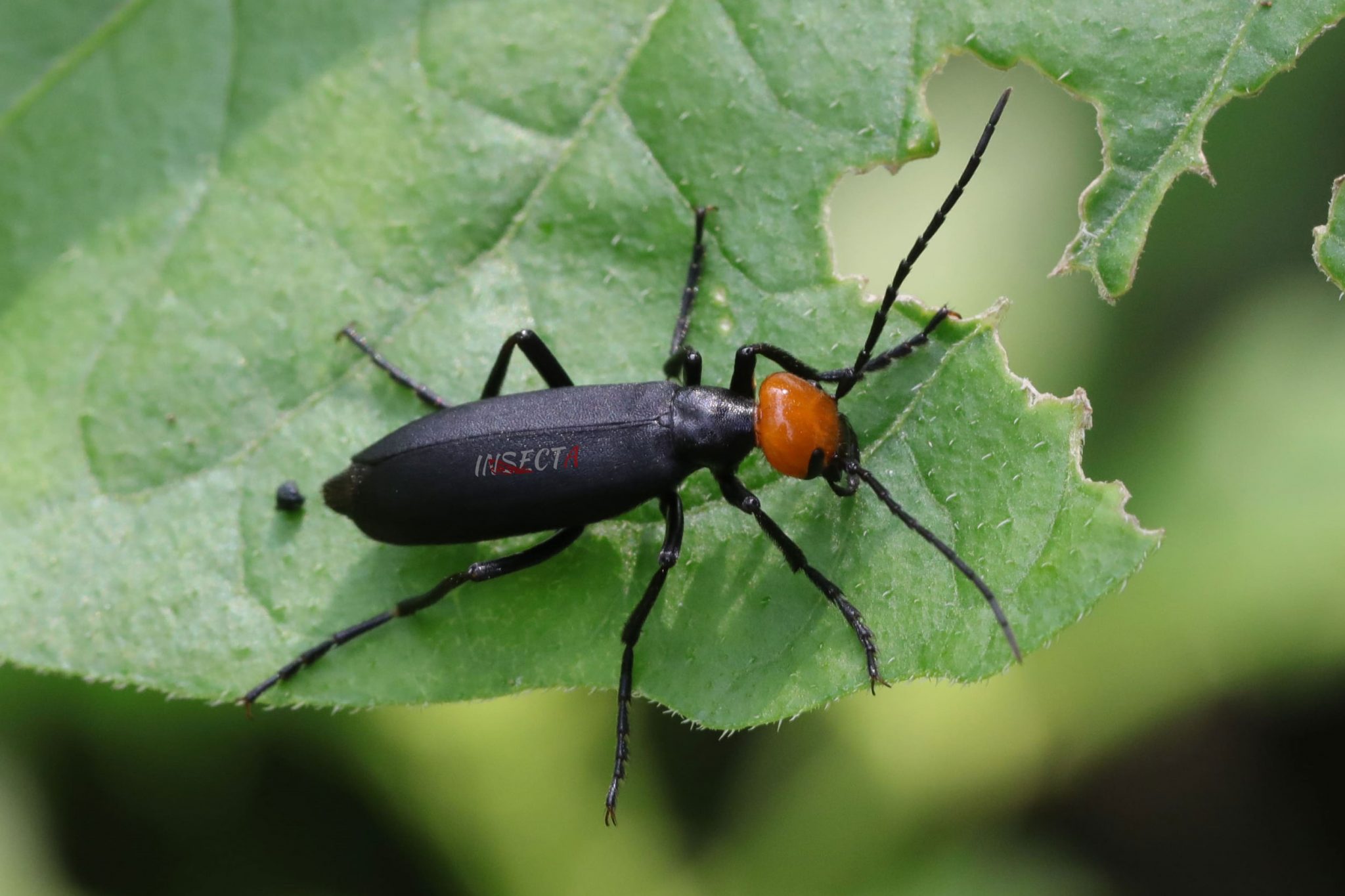 豆芫菁属 Epicauta – IISDW