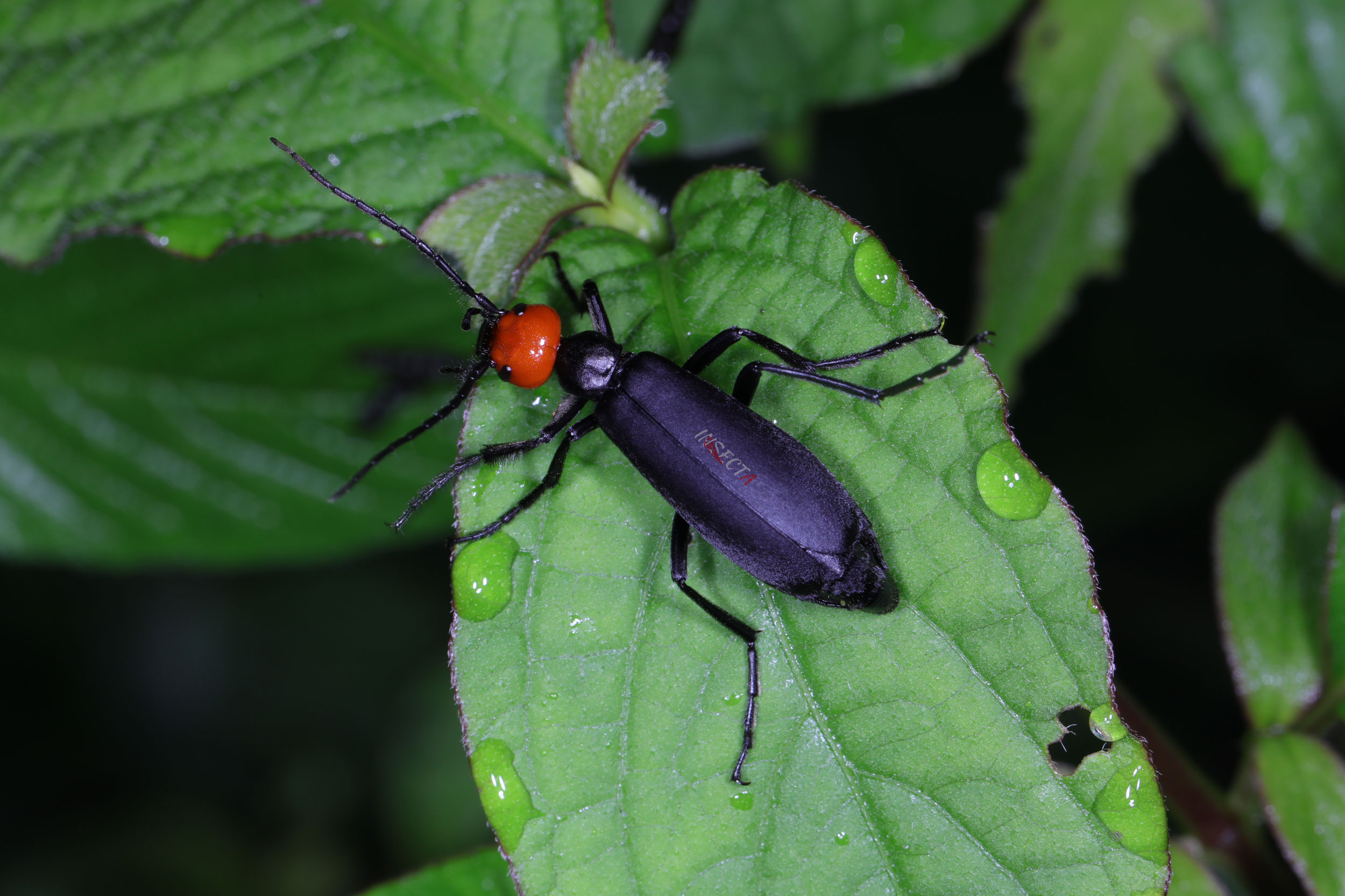 红头豆芫菁 Epicauta ruficeps – IISDW