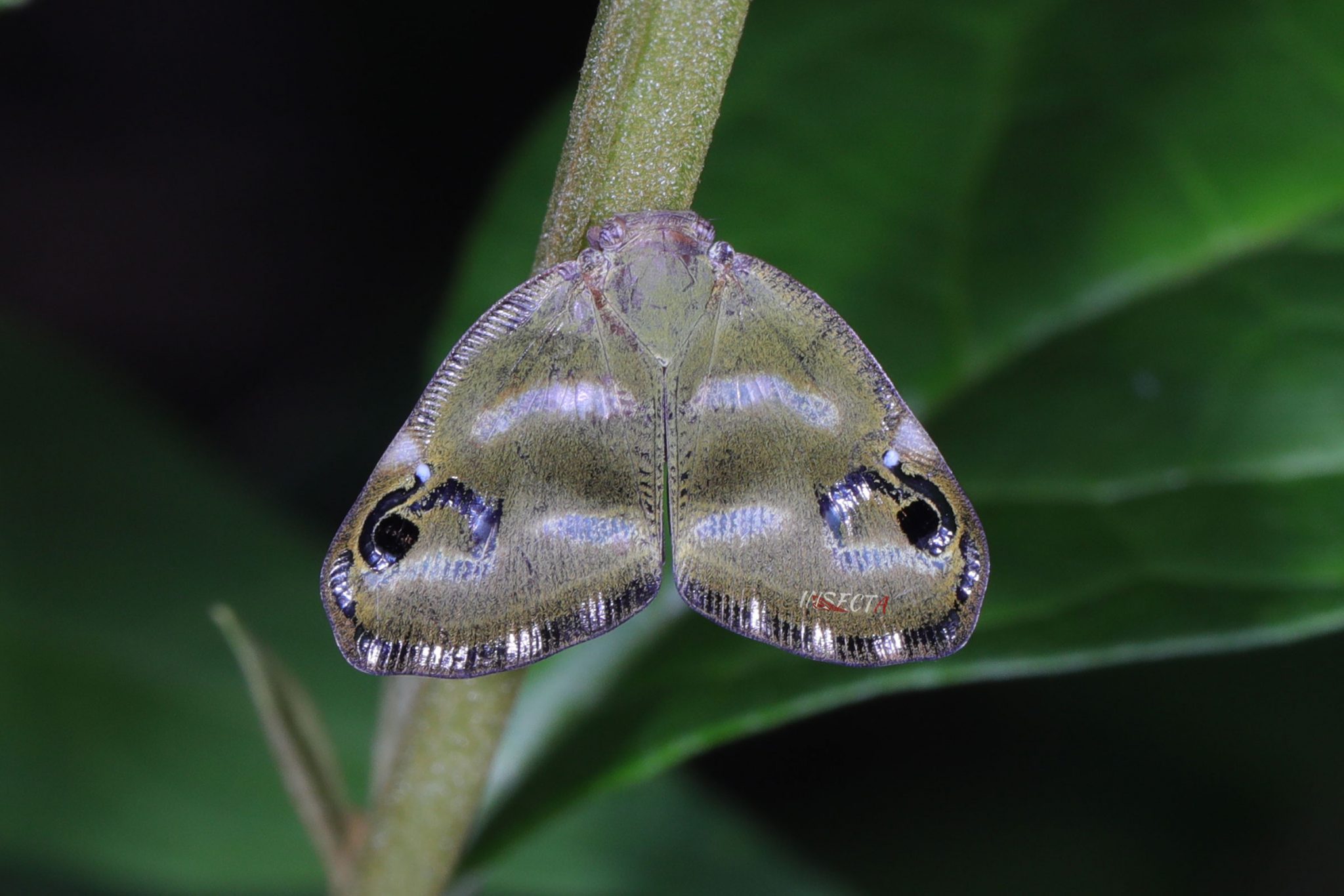 广翅蜡蝉科 Ricaniidae – IISDW