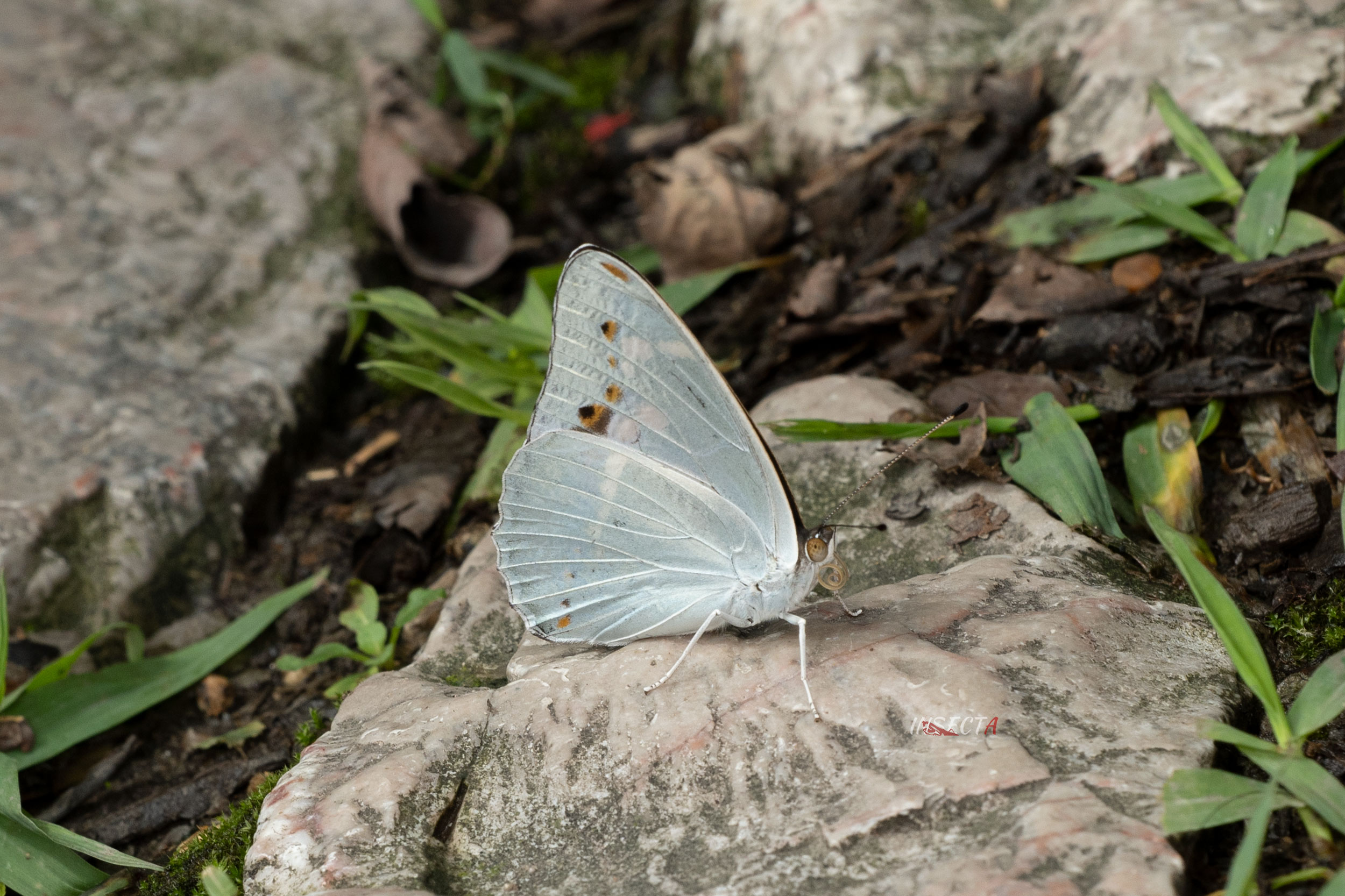 银白蛱蝶 Helcyra subalba – IISDW