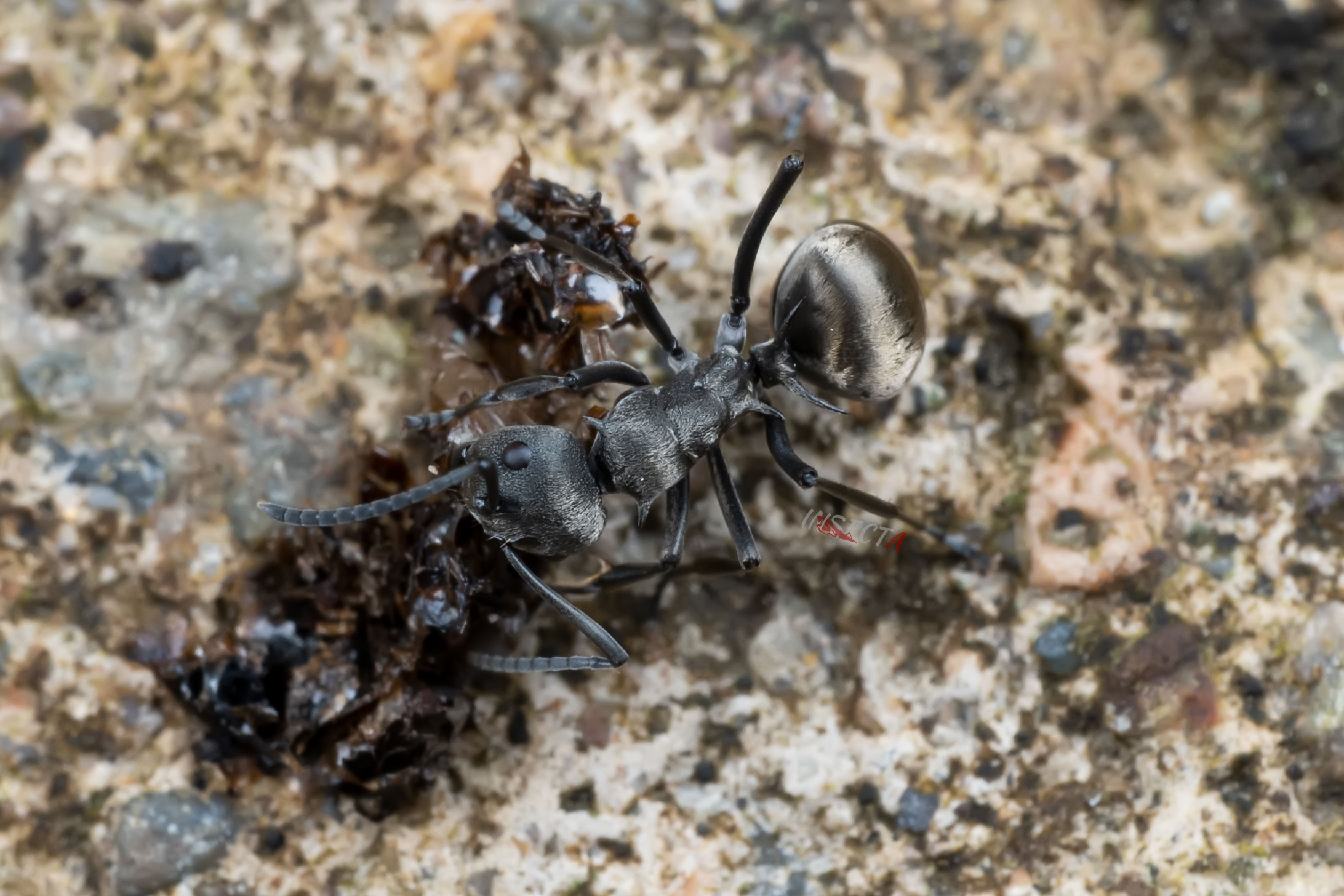 双齿多刺蚁 Polyrhachis dives – IISDW