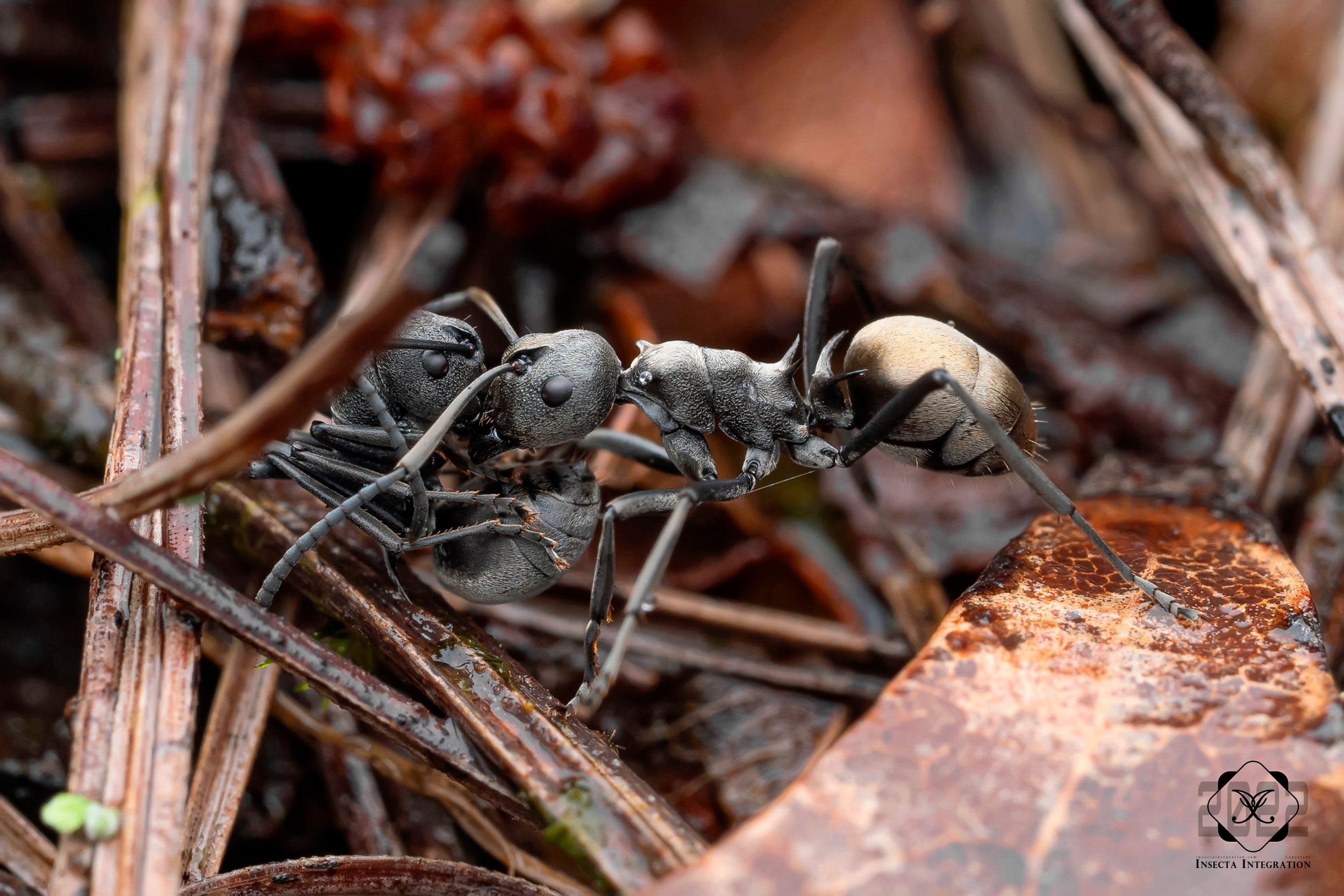 双齿多刺蚁 Polyrhachis dives – IISDW