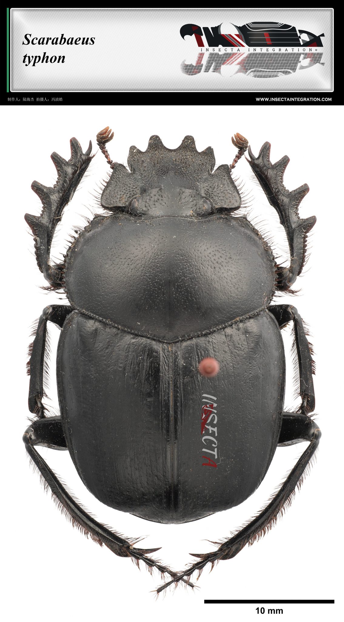 台风蜣螂 Scarabaeus typhon – IISDW