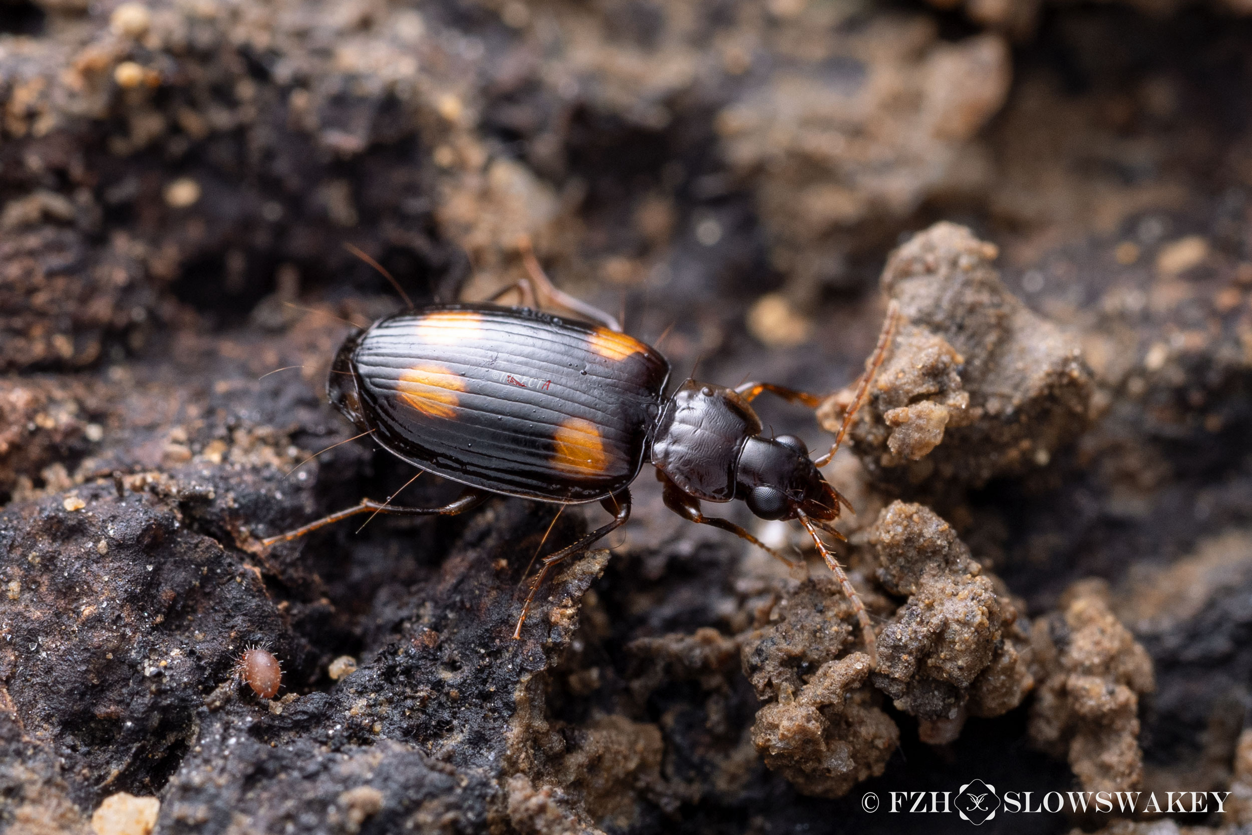 长唇步甲属 Dolichoctis – IISDW