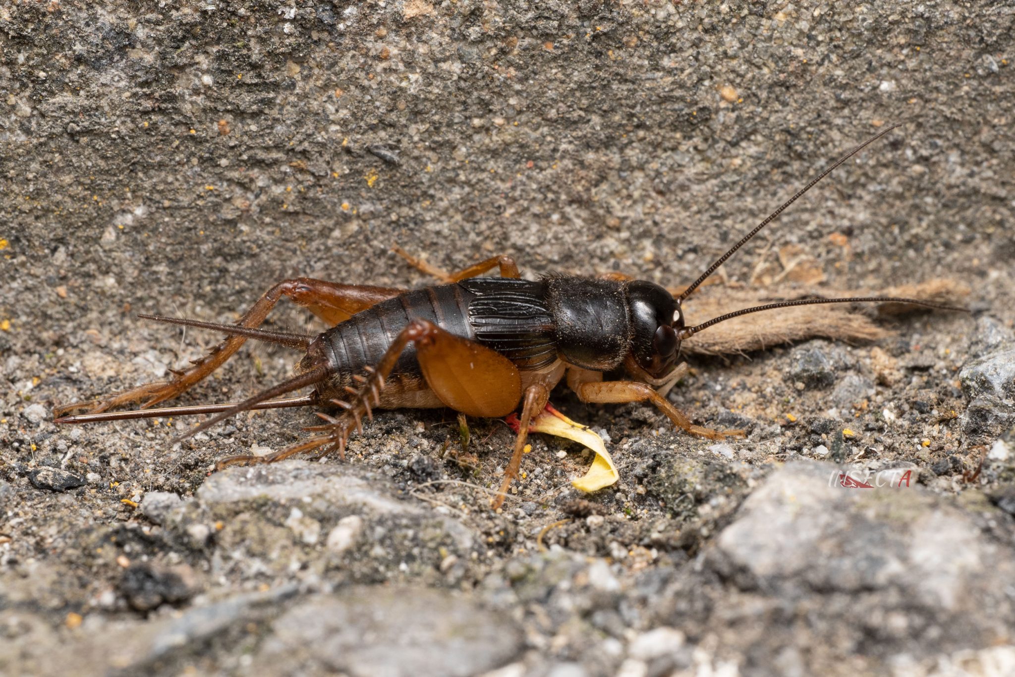 蟋蟀科 Gryllidae – 积分昆虫学标本照片库