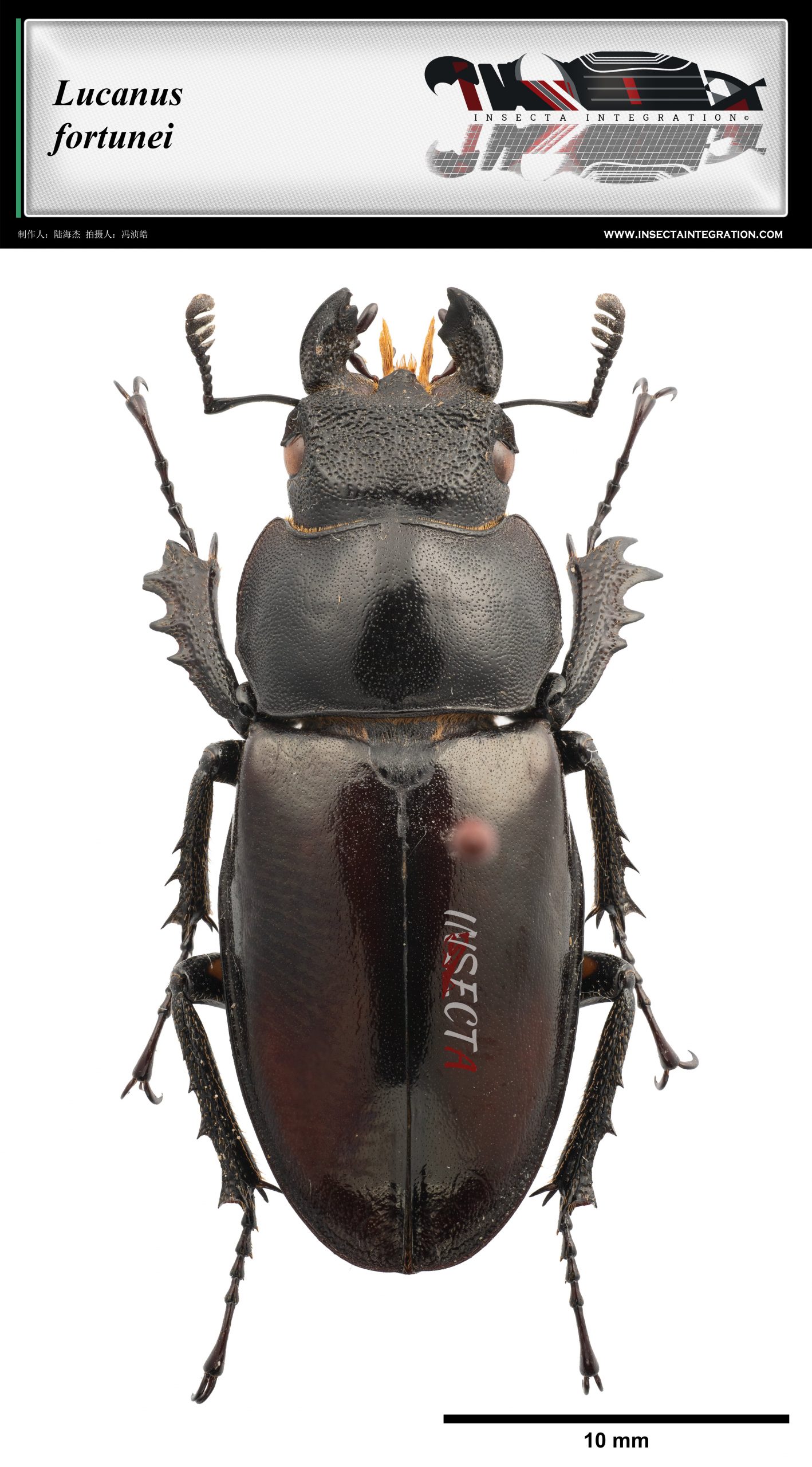 幸运深山锹甲 Lucanus fortunei – IISDW