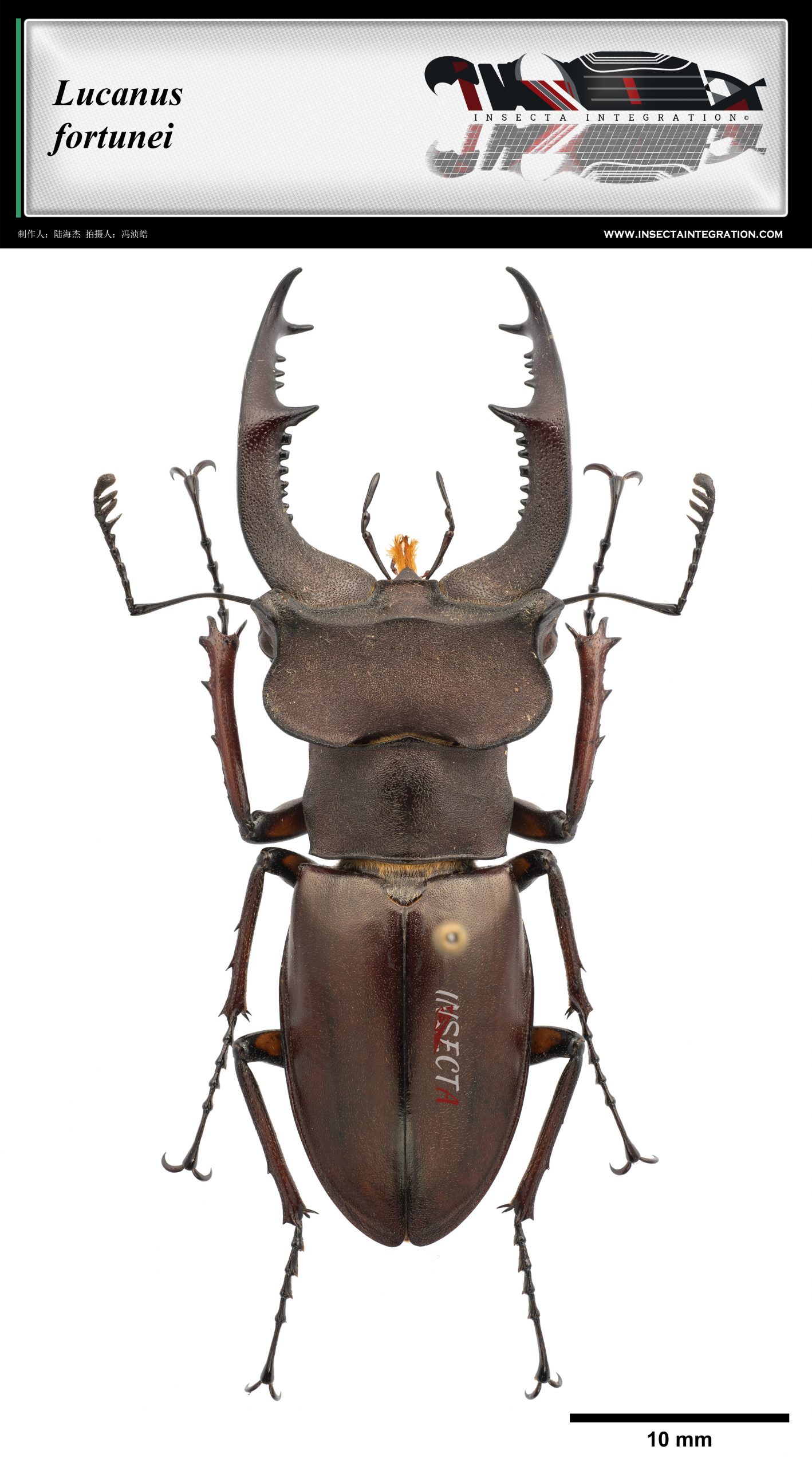 深山锹甲属 Lucanus – IISDW