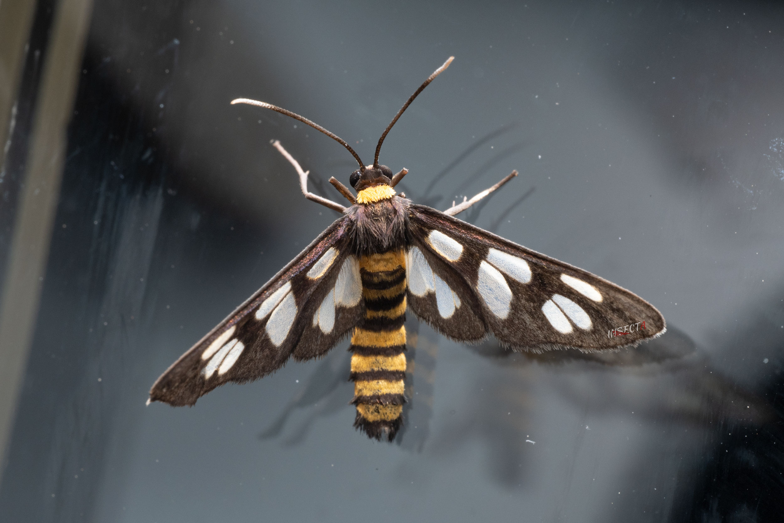 广鹿蛾 Amata emma – IISDW