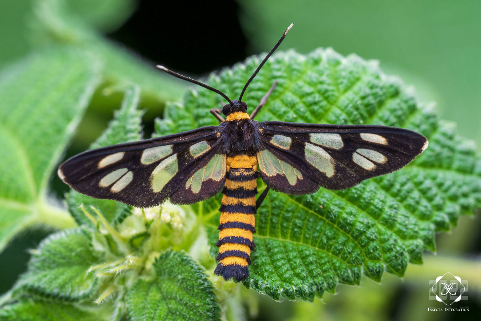 鹿蛾属 Amata – IISDW