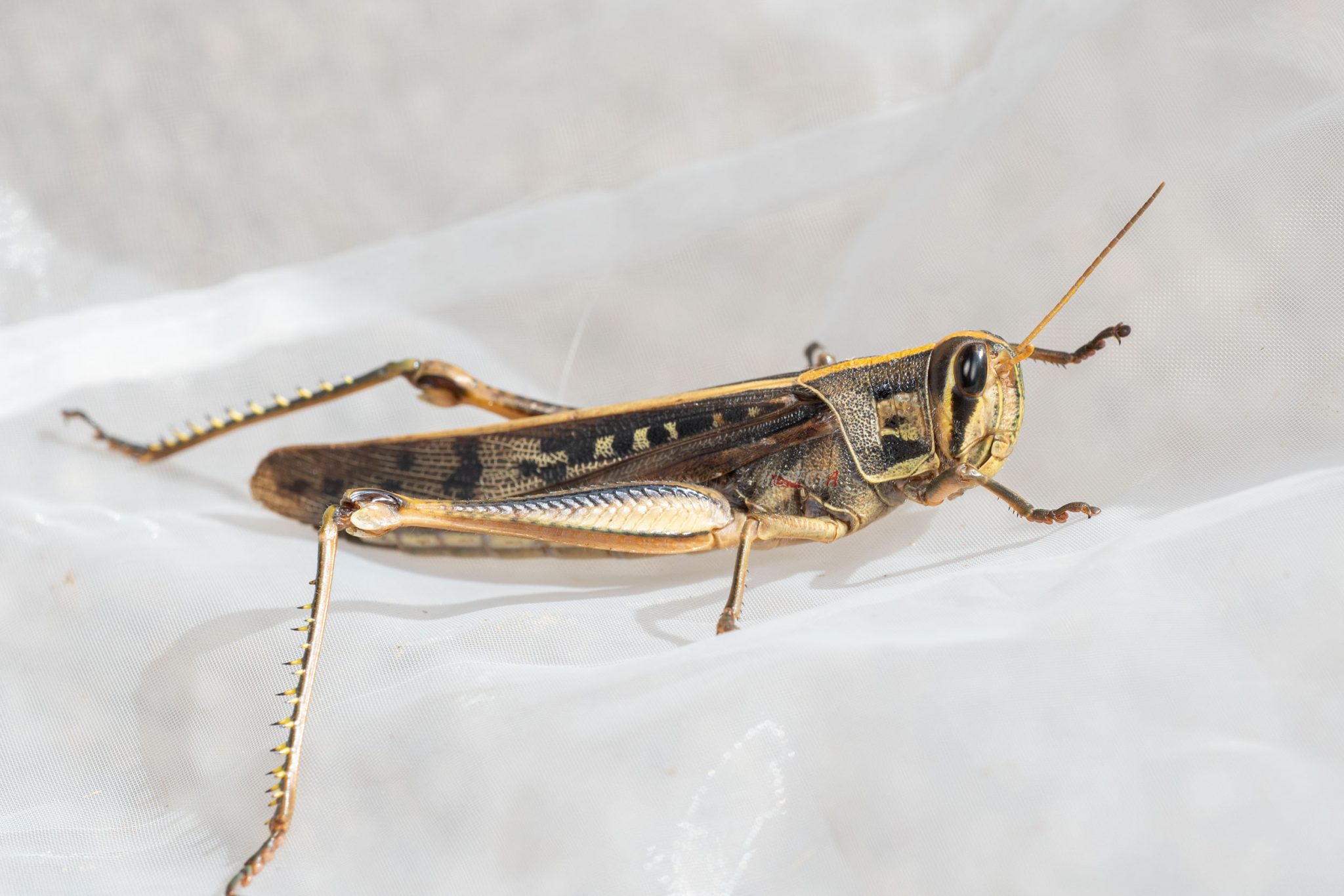 黄脊蝗属 Patanga – IISDW