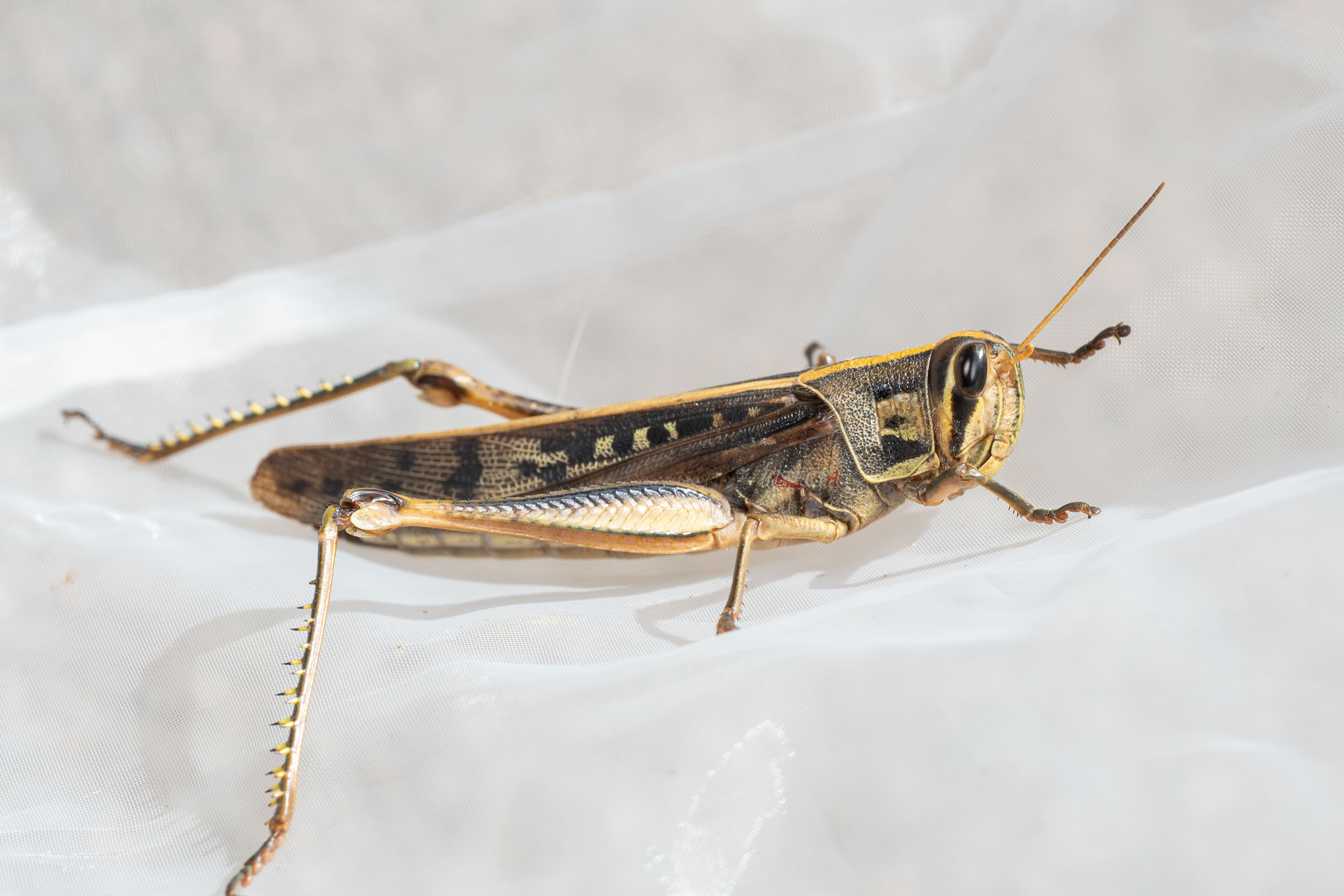 黄脊蝗属 Patanga – IISDW