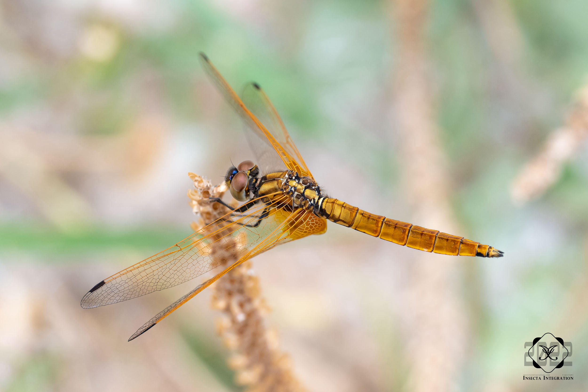 晓褐蜻 Trithemis aurora – IISDW