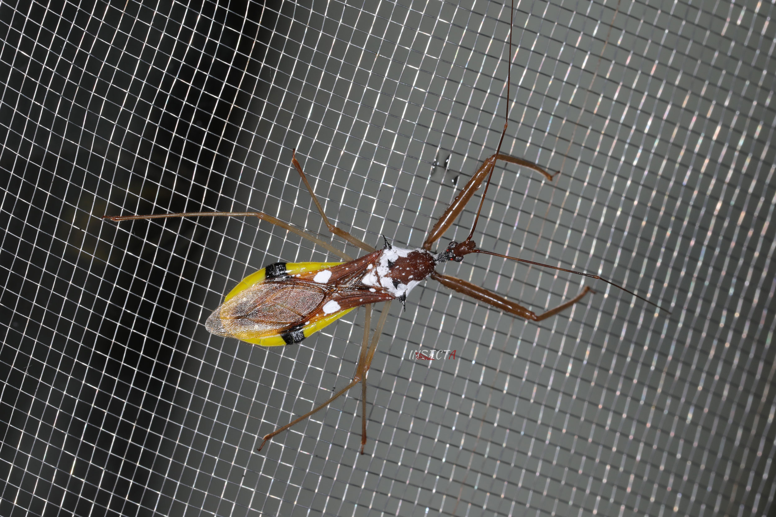 素猎蝽属 Epidaus – IISDW