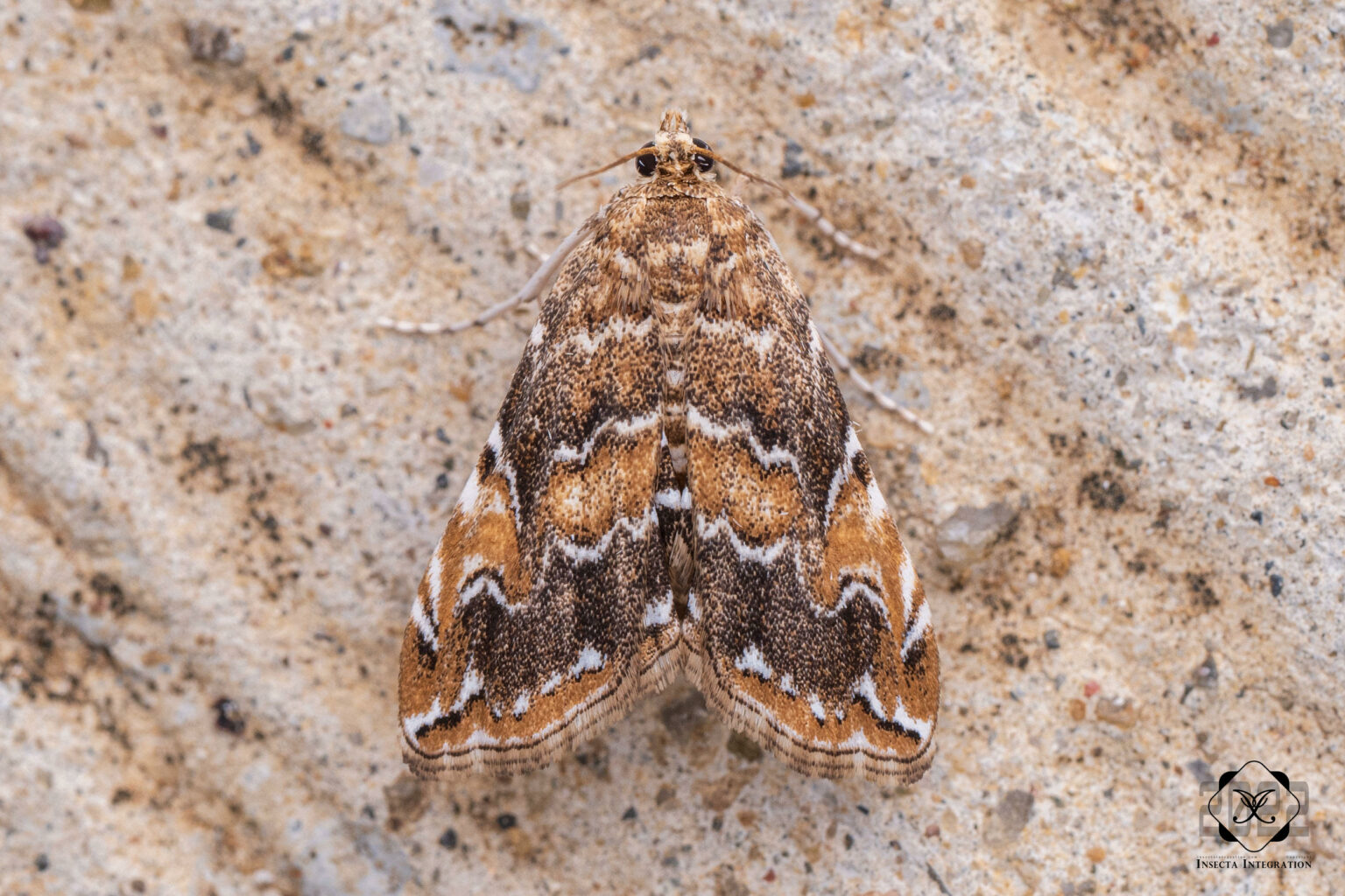 IISDW Species (标本库种类) – 第 29 页 – IISDW