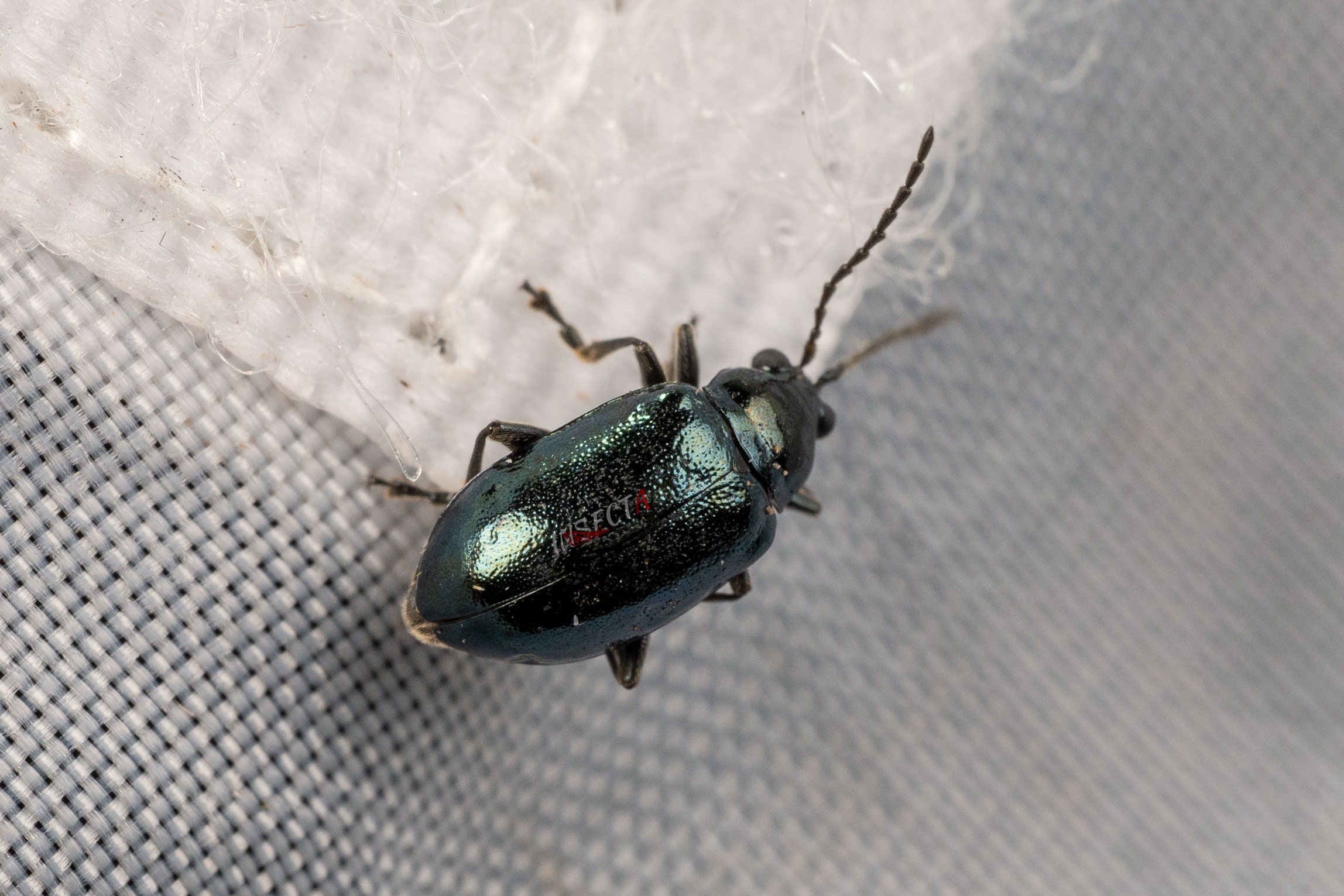 叶甲科 Chrysomelidae – IISDW