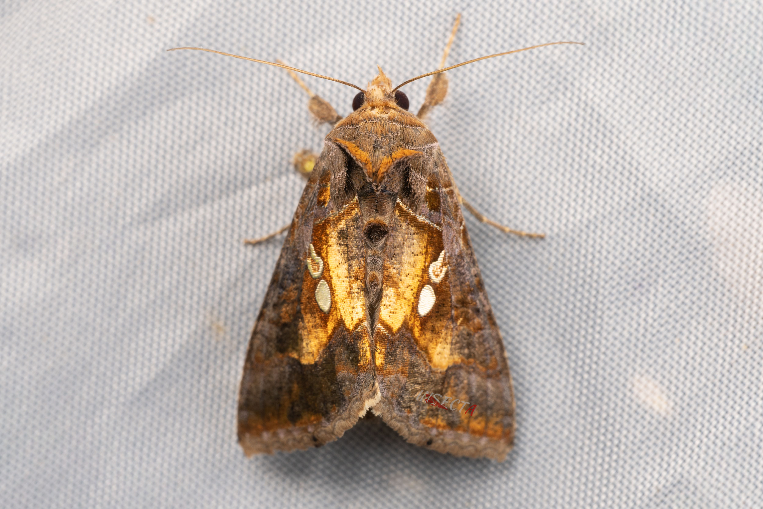 银纹夜蛾 Ctenoplusia agnata – IISDW