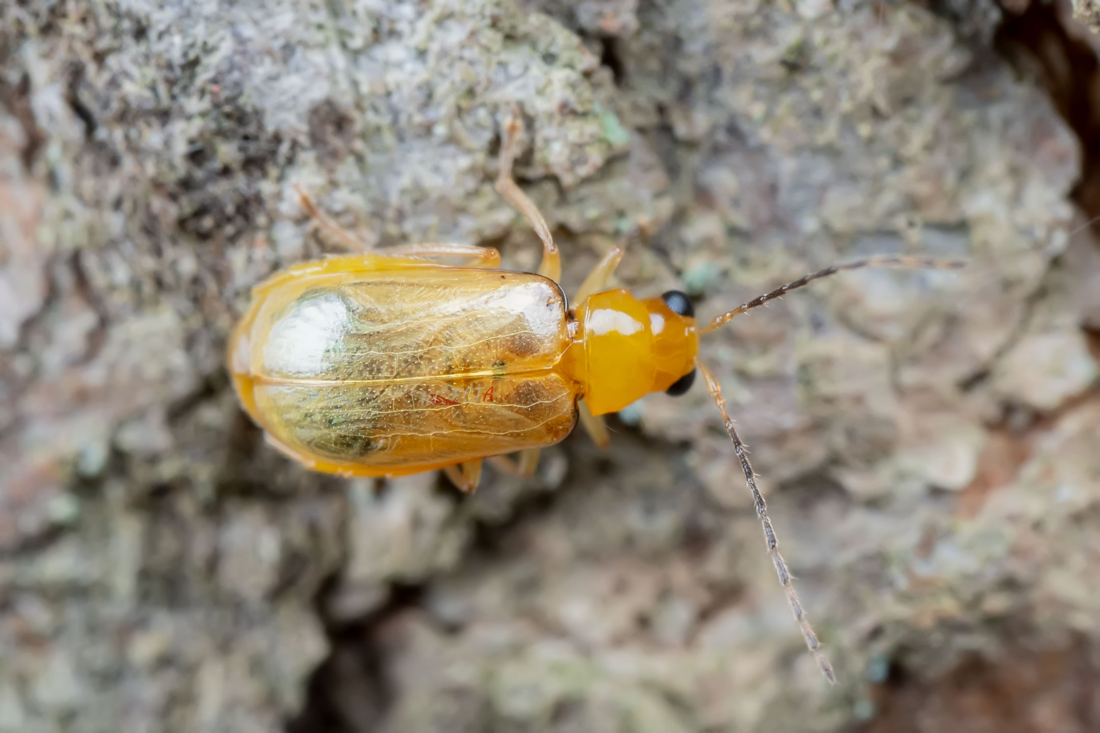 叶甲科 Chrysomelidae – IISDW