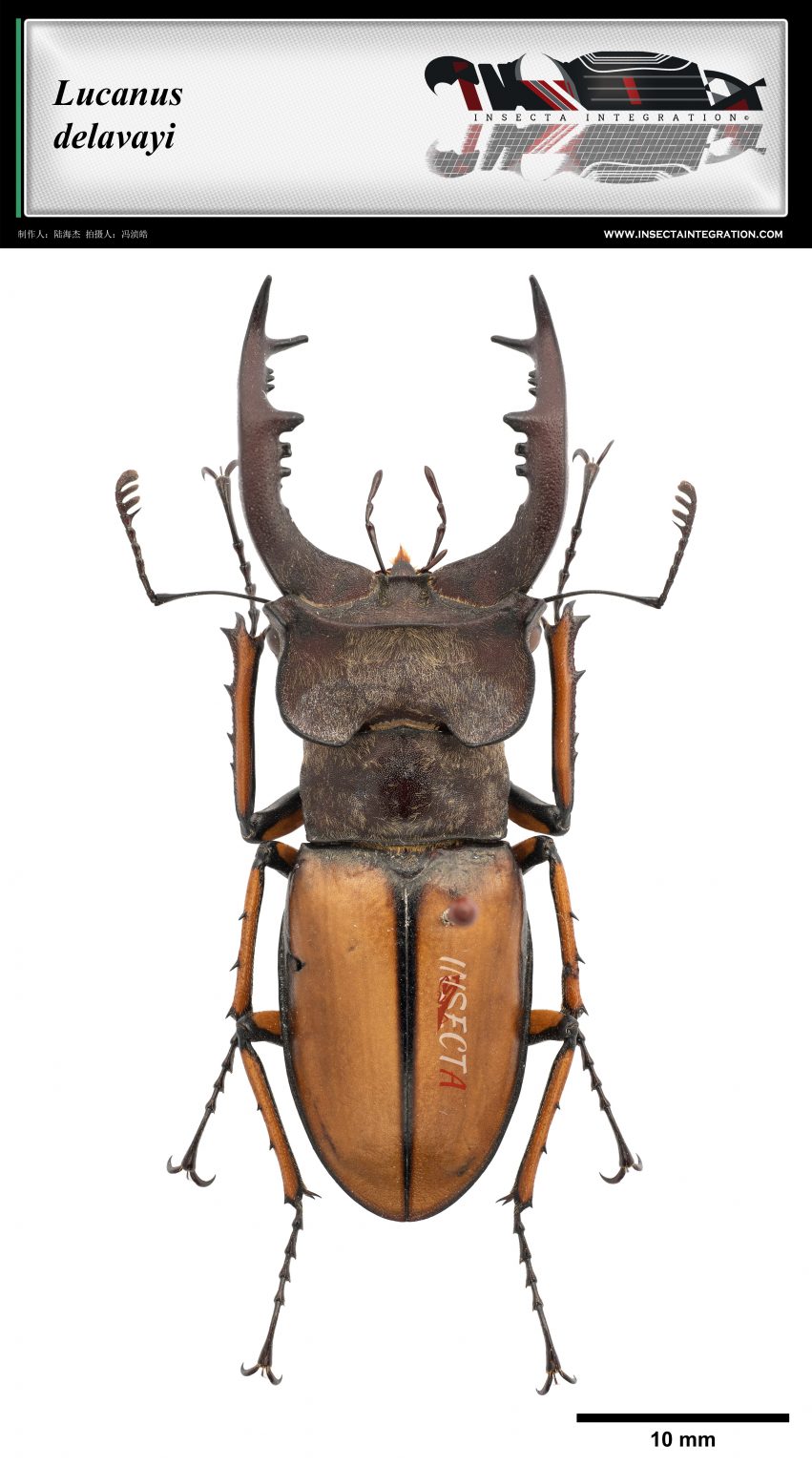 深山锹甲属 Lucanus – IISDW