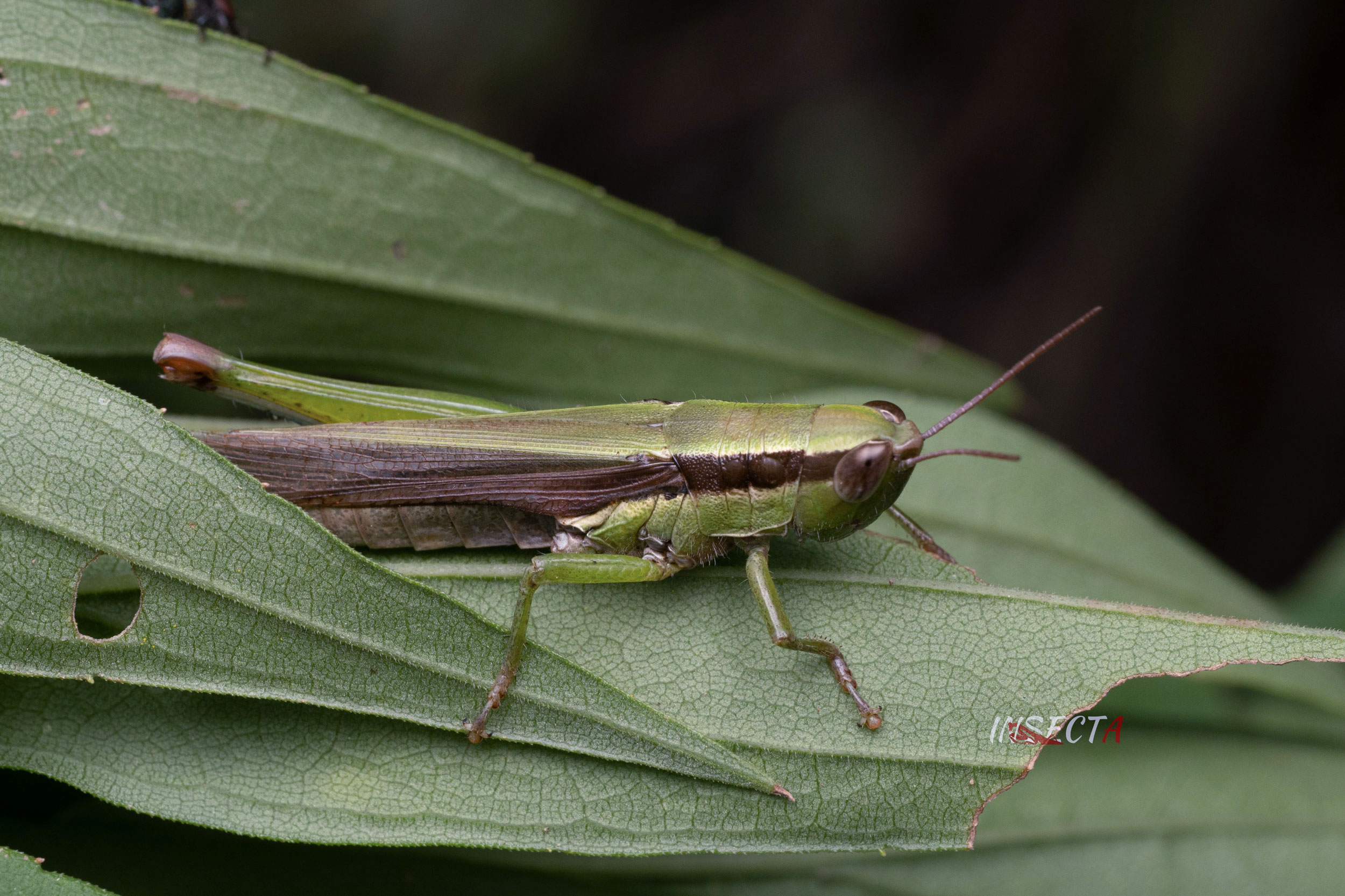 中华稻蝗 Oxya chinensis – IISDW