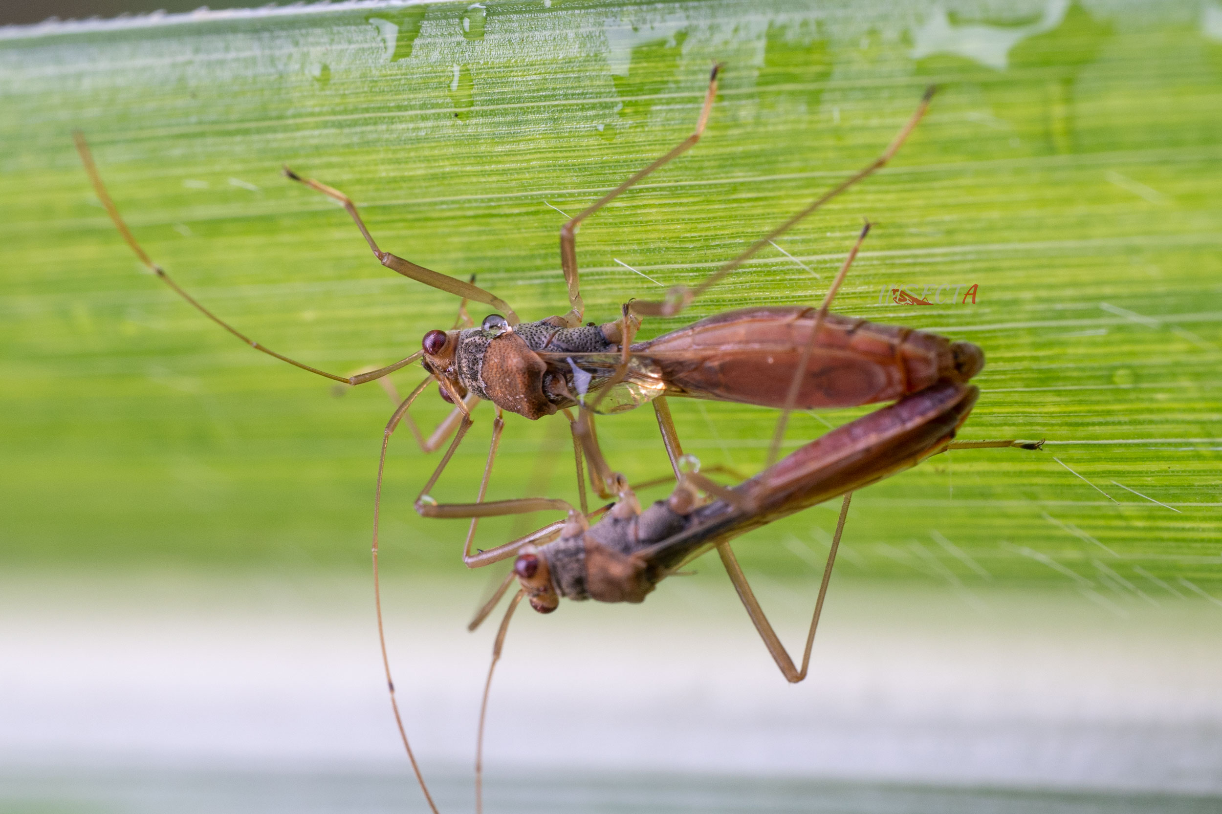 二色突束蝽 Phaenacantha bicolor – IISDW