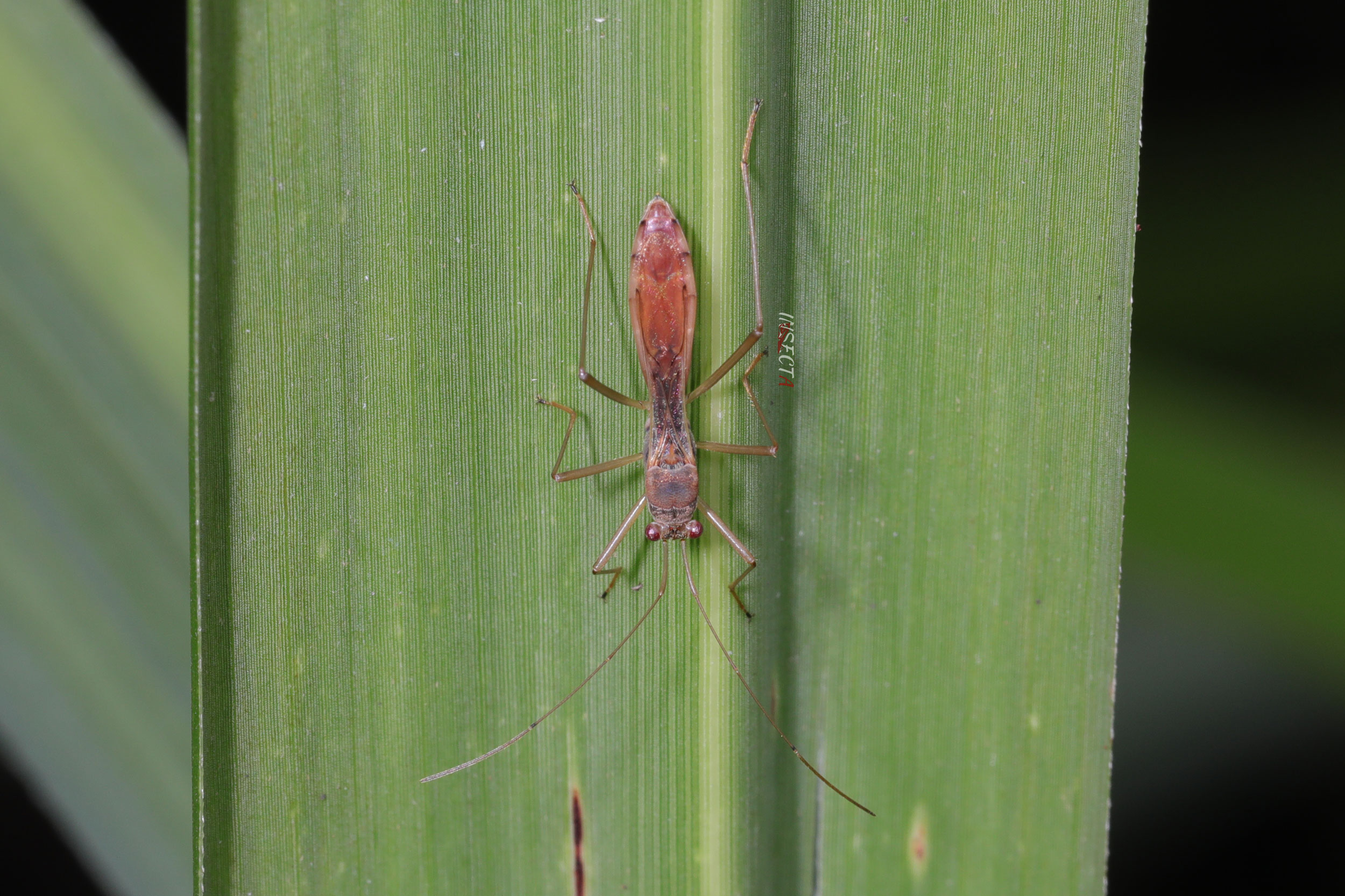 二色突束蝽 Phaenacantha bicolor – IISDW