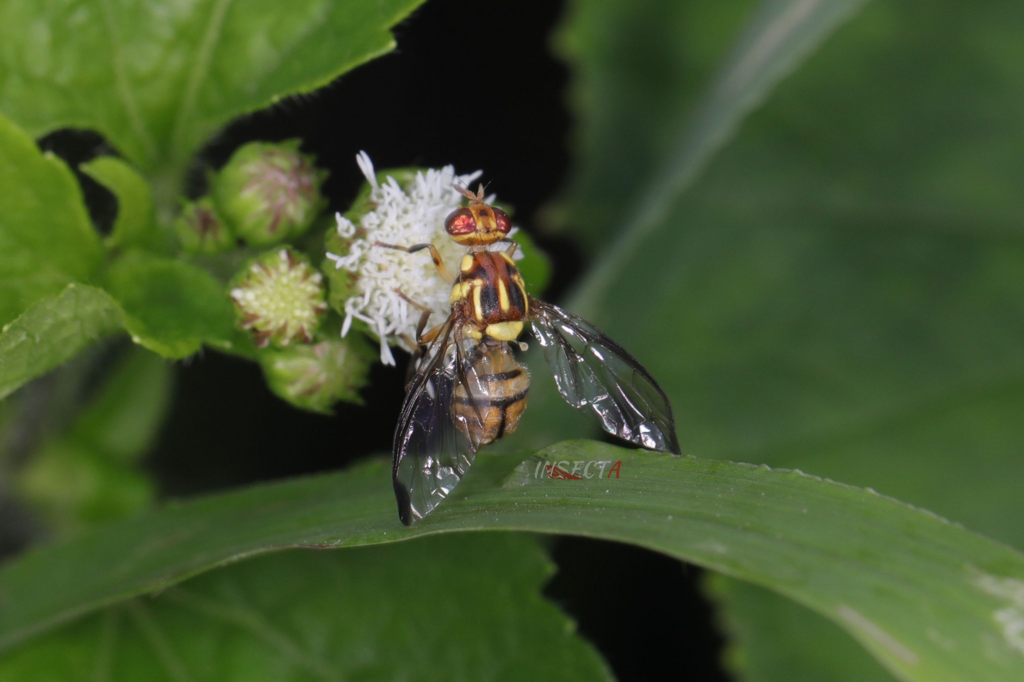 实蝇科 Tephritidae – IISDW