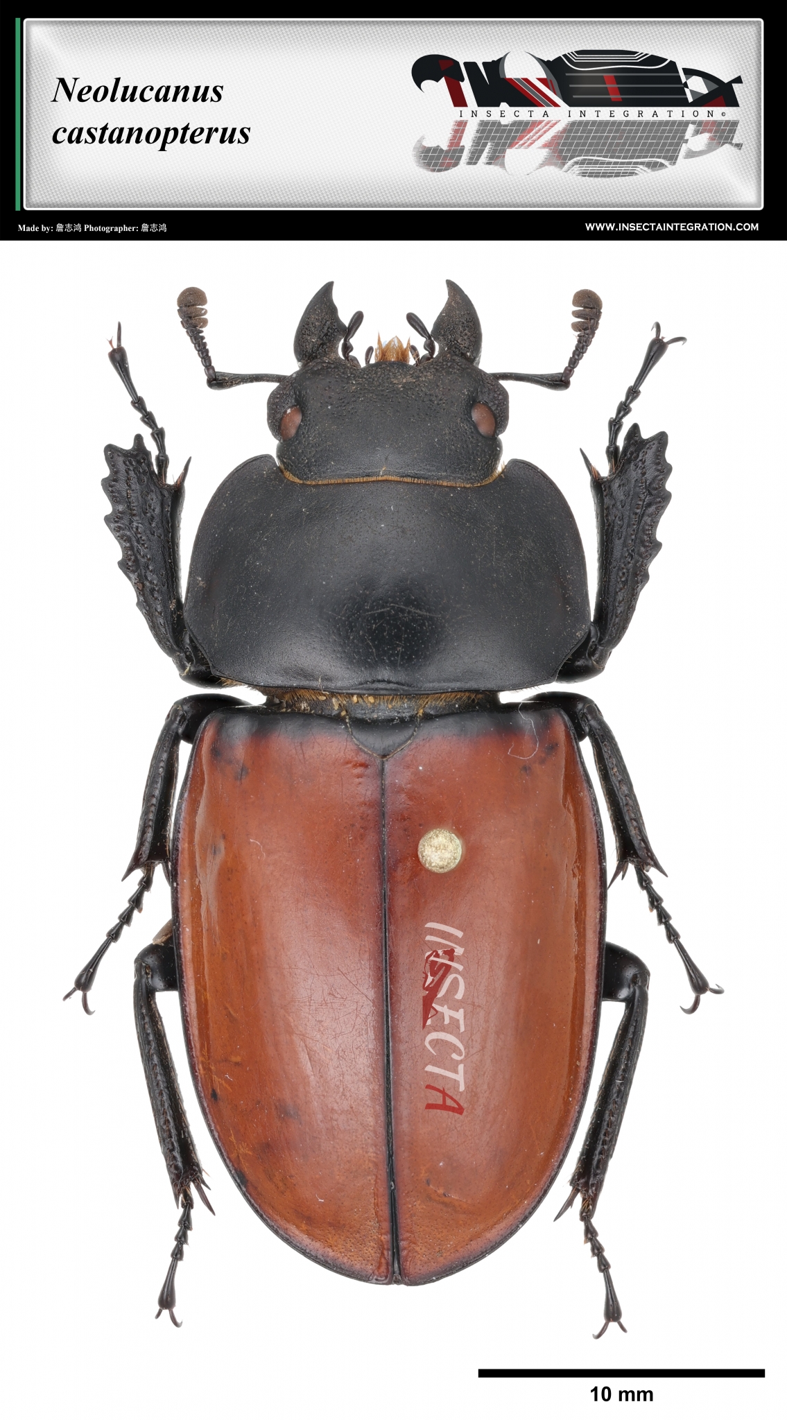 卡金圆翅锹甲 Neolucanus castanopterus – IISDW