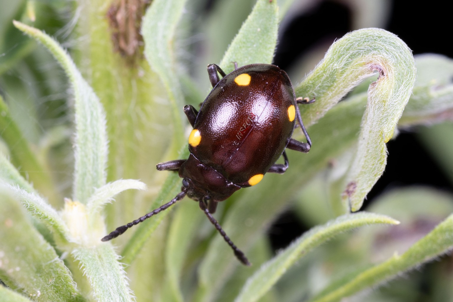 伪瓢虫科 Endomychidae – IISDW