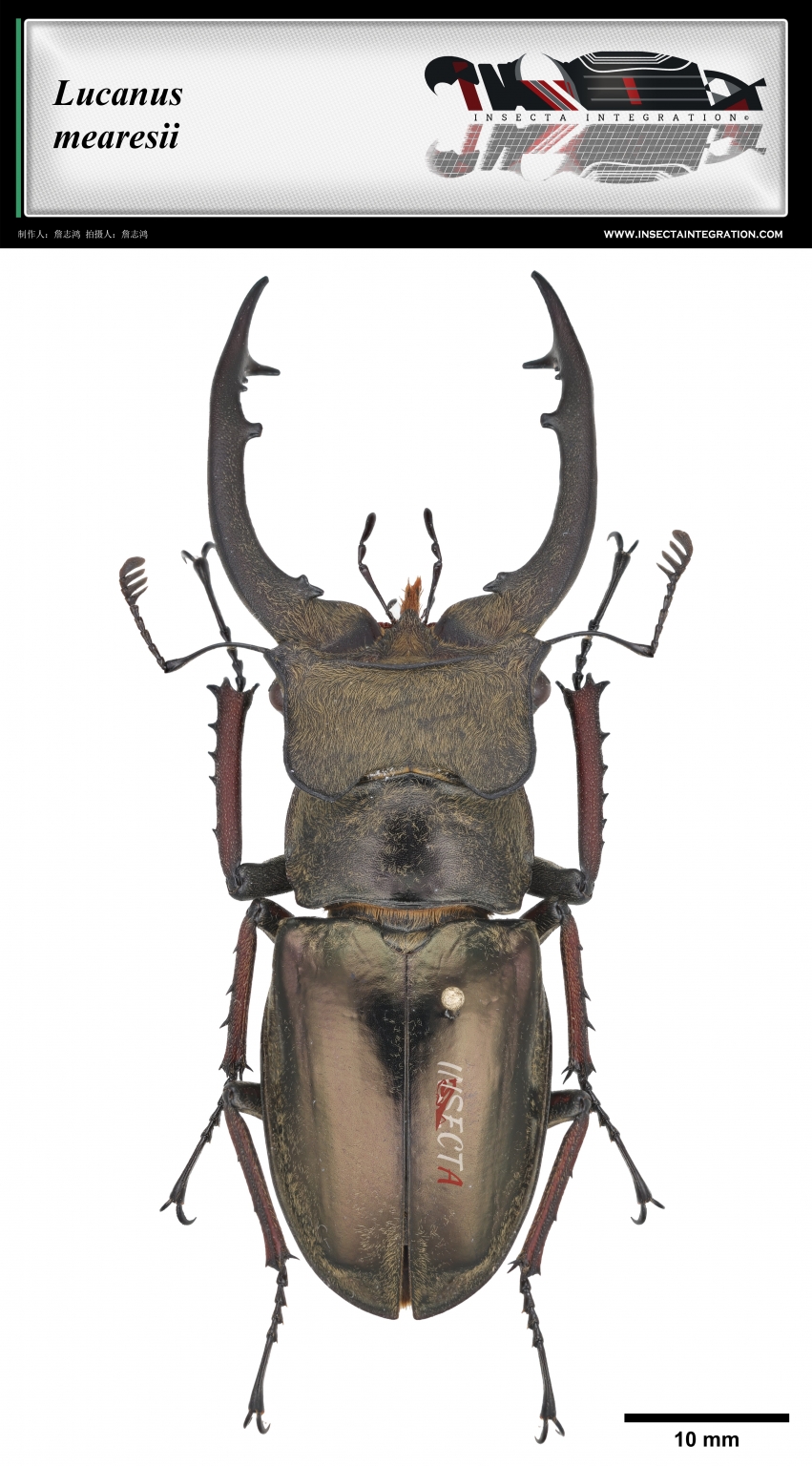 深山锹甲属 Lucanus – IISDW