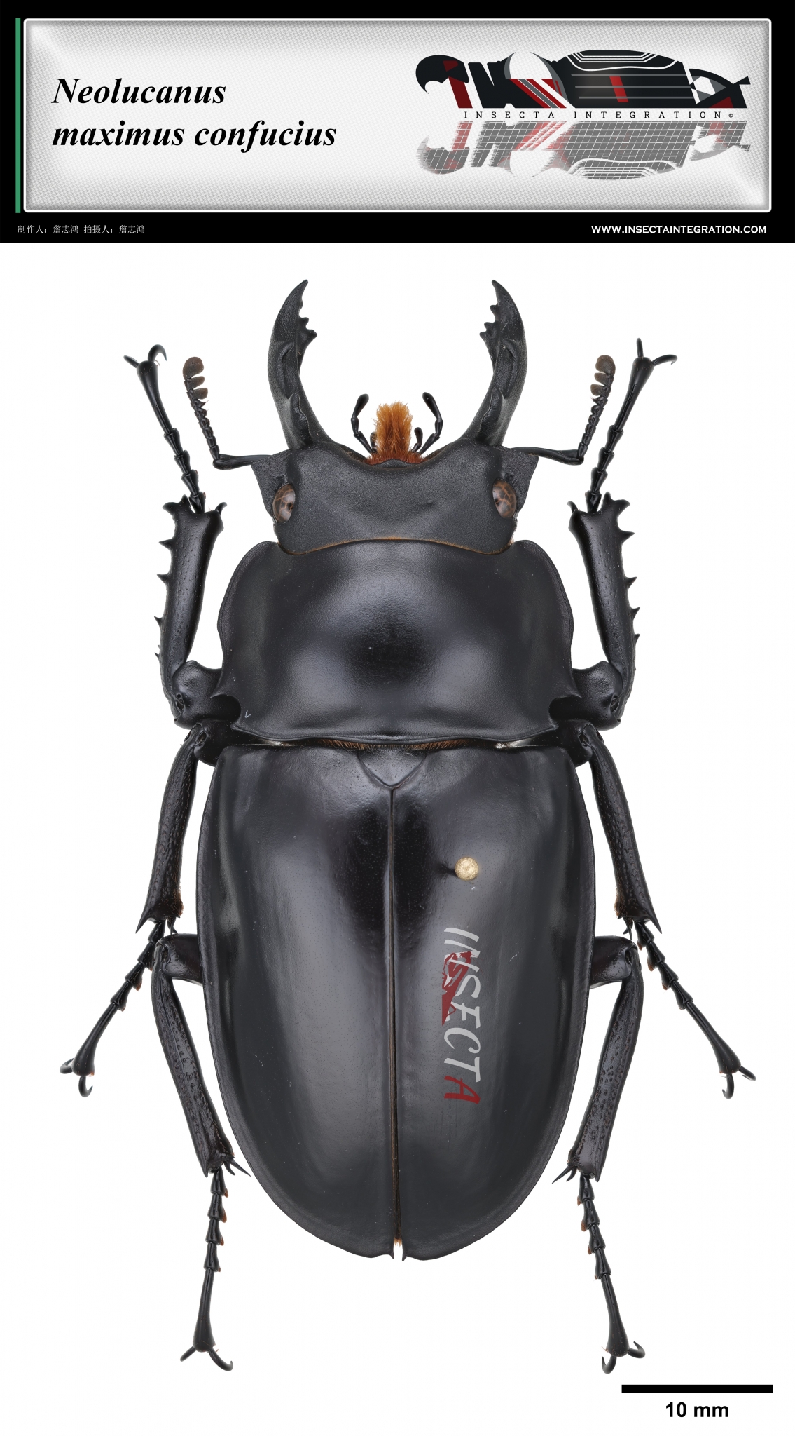 大圆翅锹甲 Neolucanus maximus – IISDW