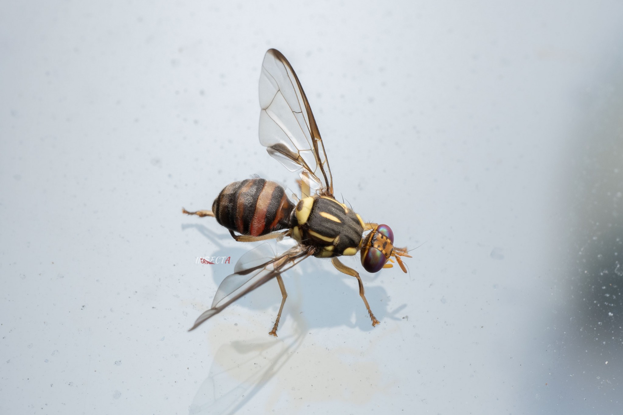 实蝇科 Tephritidae – IISDW