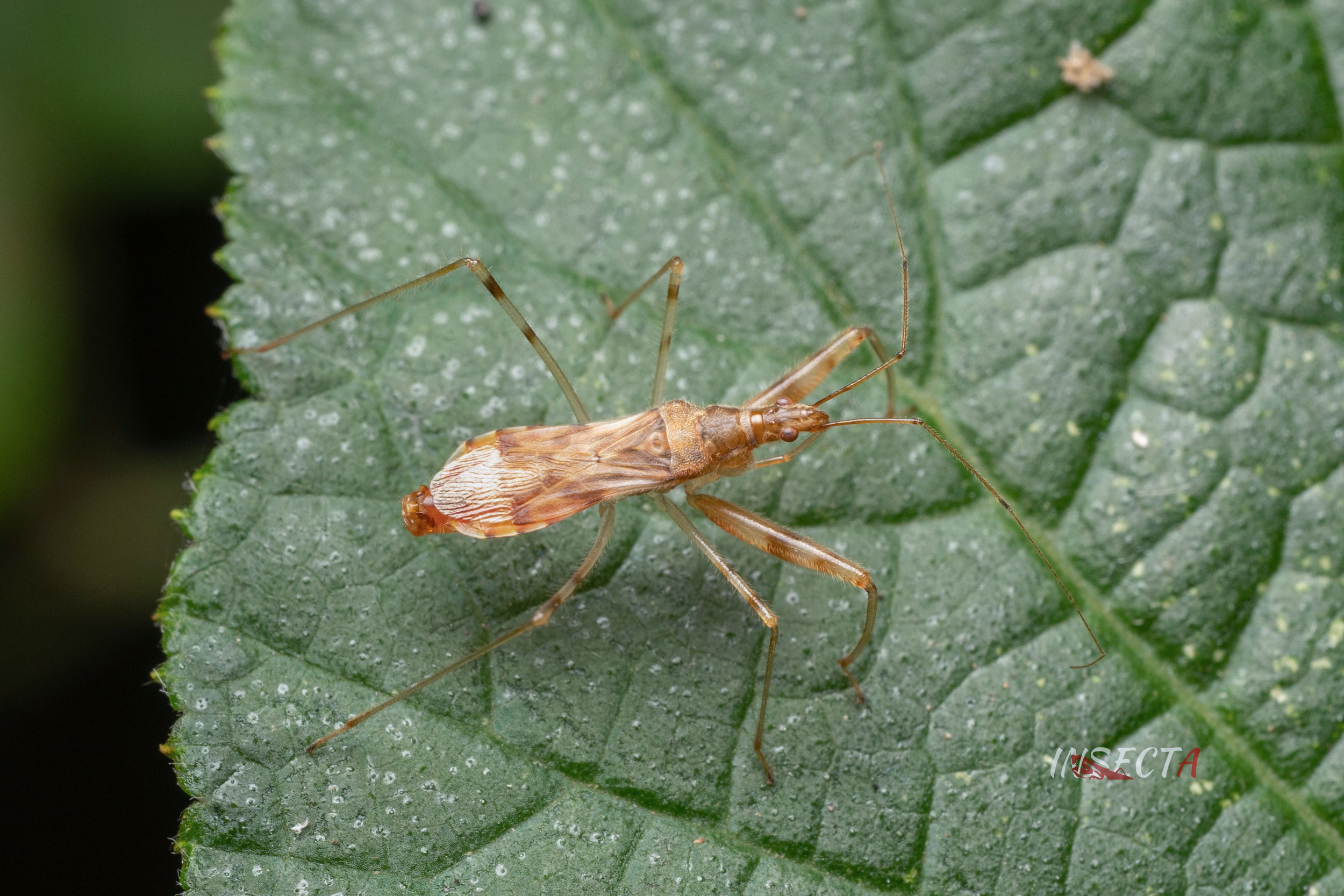 姬蝽科 Nabidae – IISDW