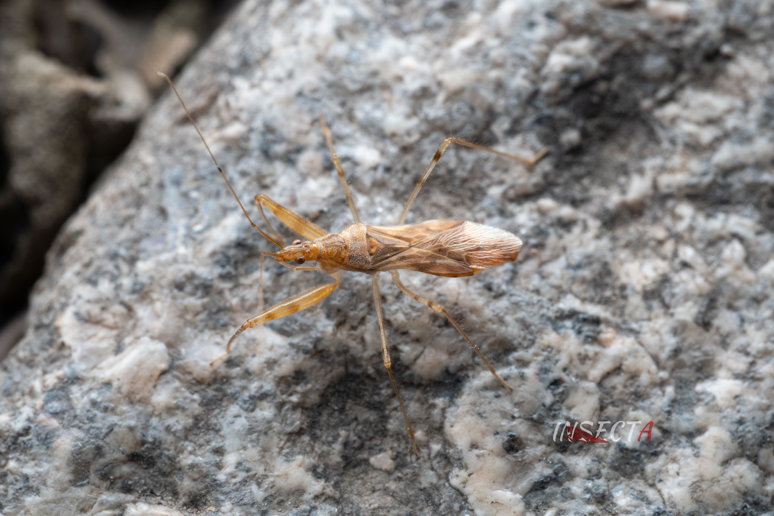 山高姬蝽 Gorpis brevilineatus – IISDW