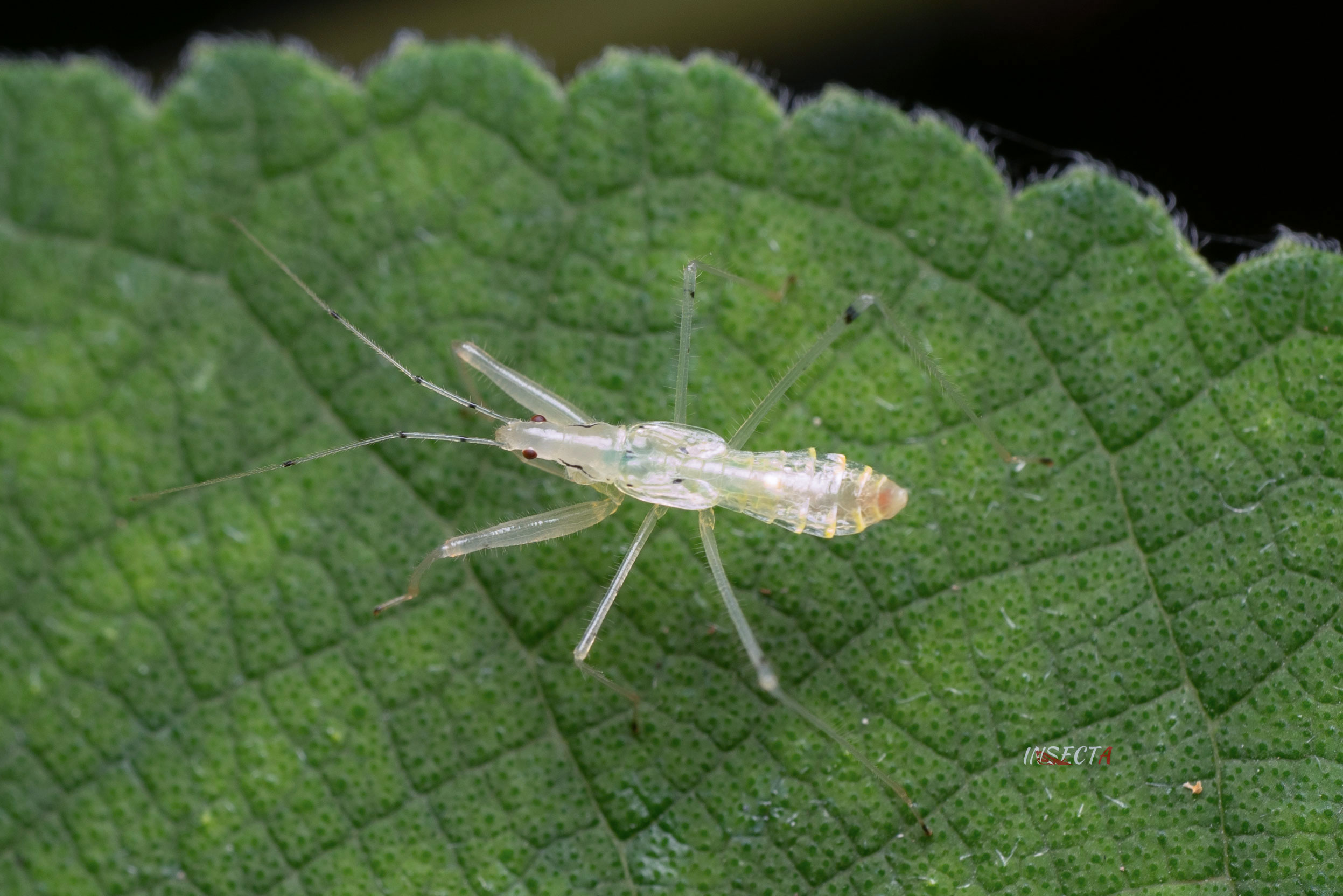 山高姬蝽 Gorpis brevilineatus – IISDW