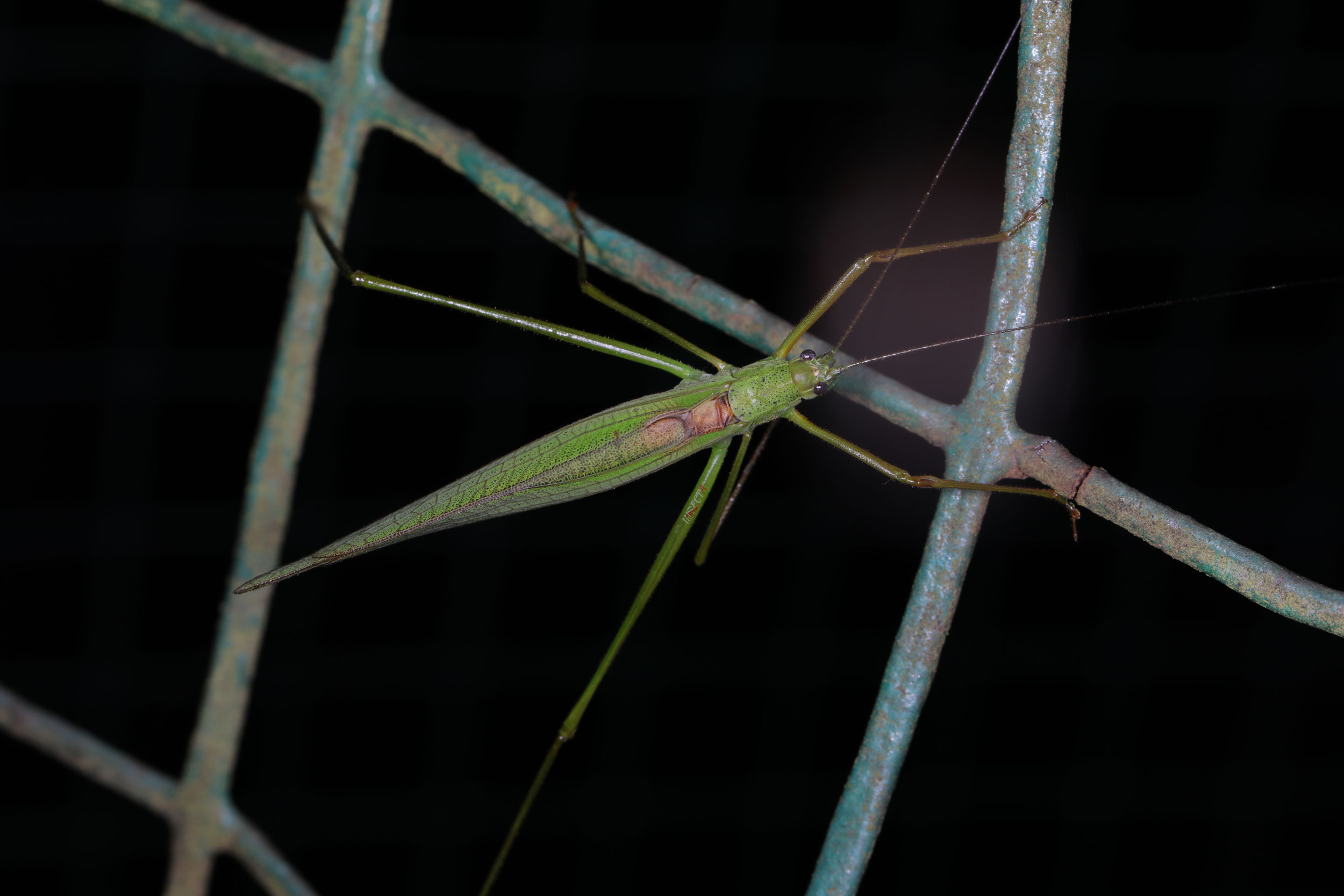 螽斯科待定种页 Tettigoniidae Unidentified Species – IISDW