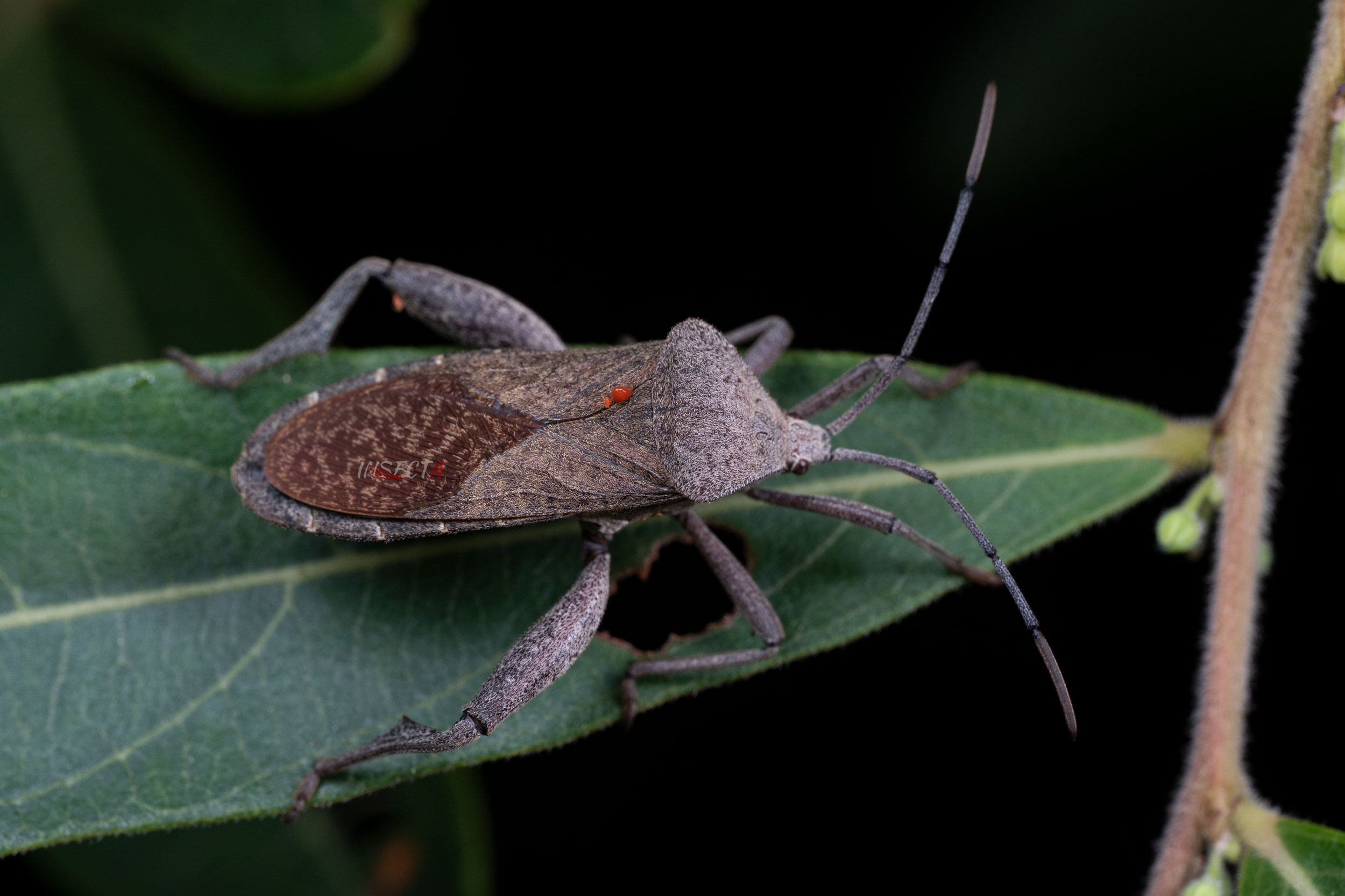 曲胫侎缘蝽 Mictis tenebrosa – IISDW