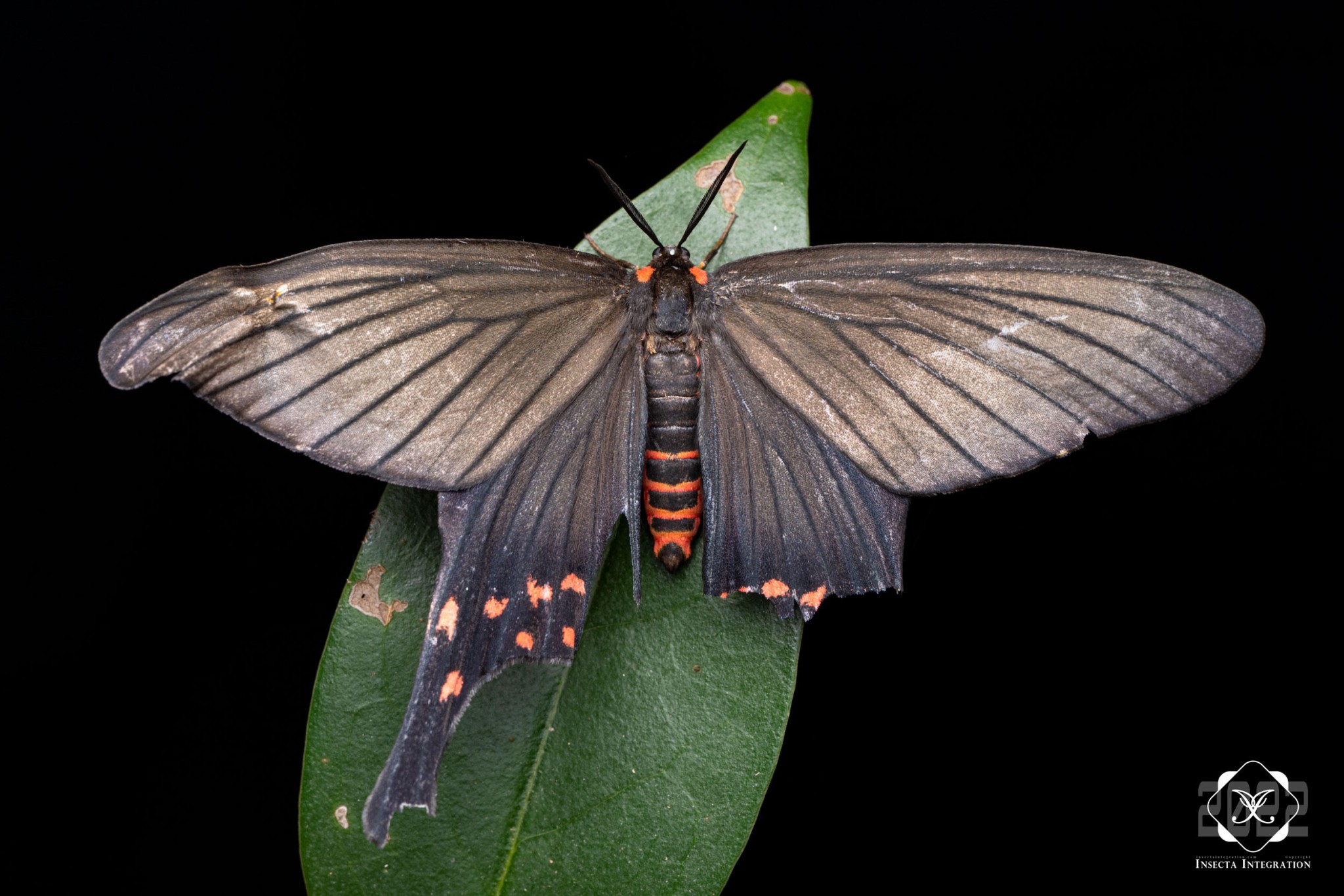 夏日夜眠 202208 – IISDW