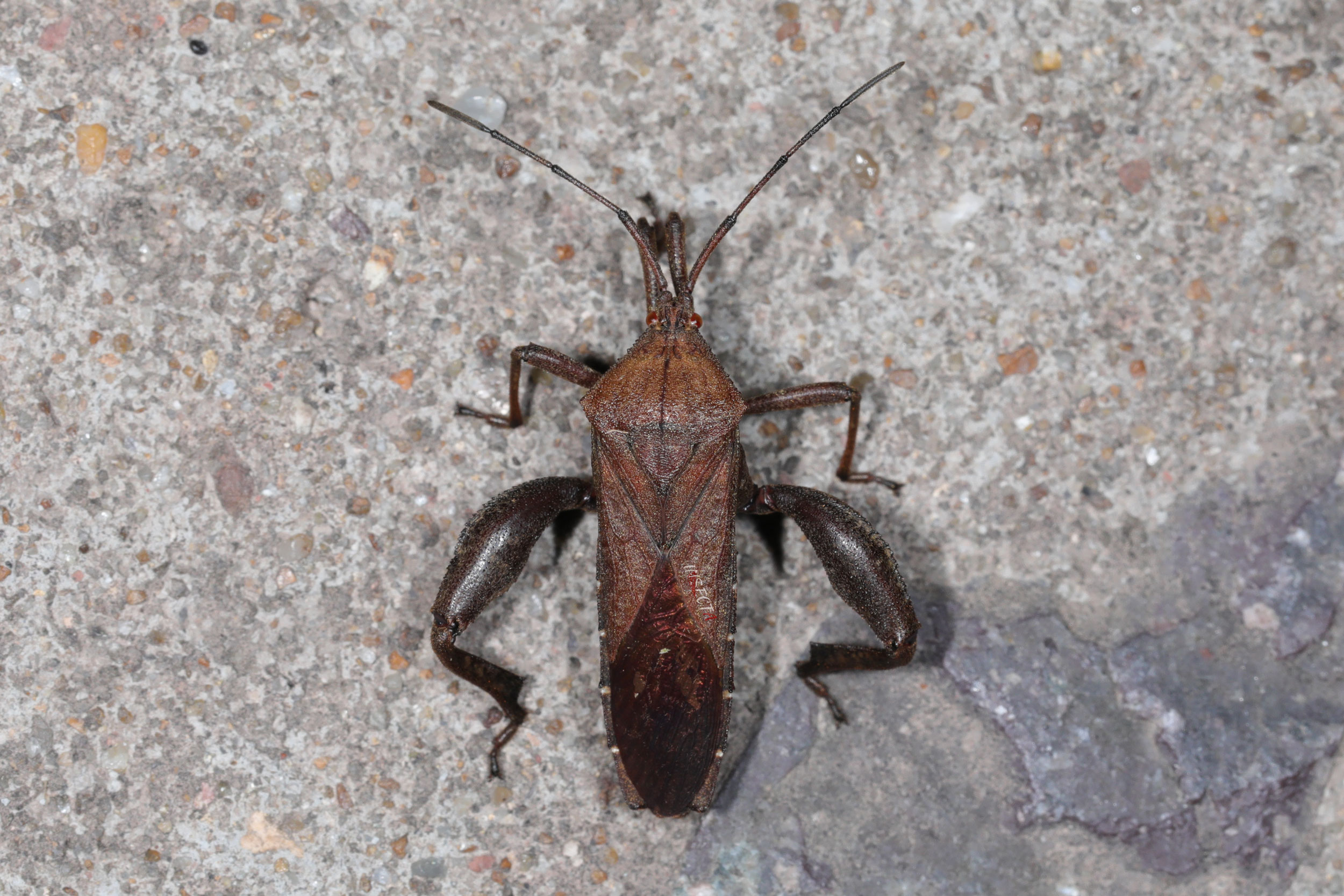 侎缘蝽属 Mictis – IISDW