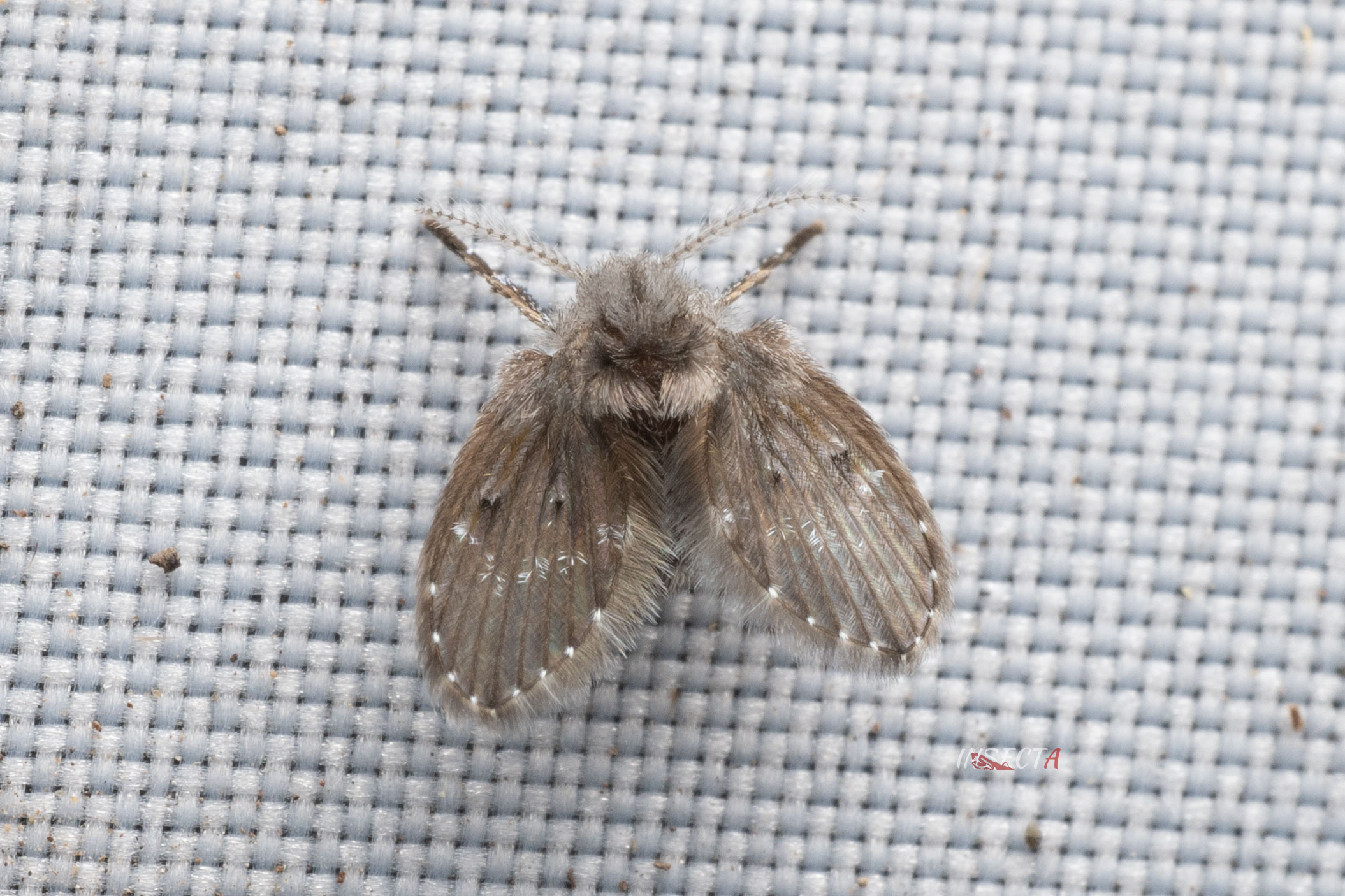 蛾蠓科 Psychodidae – IISDW