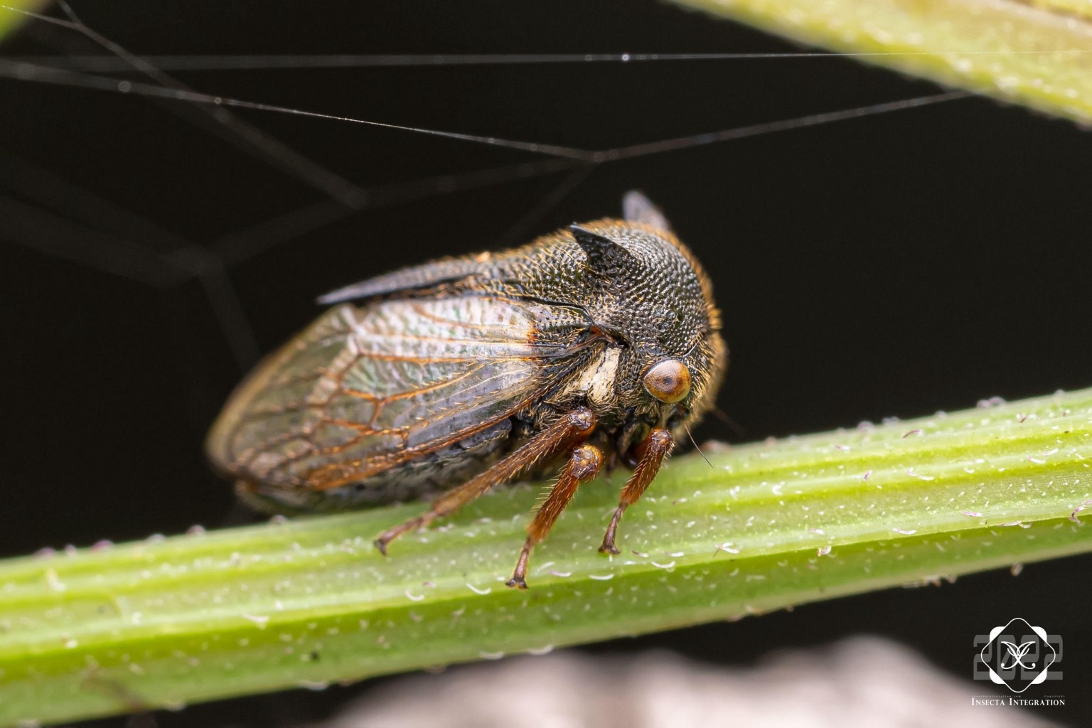 三刺角蝉属 Tricentrus – IISDW