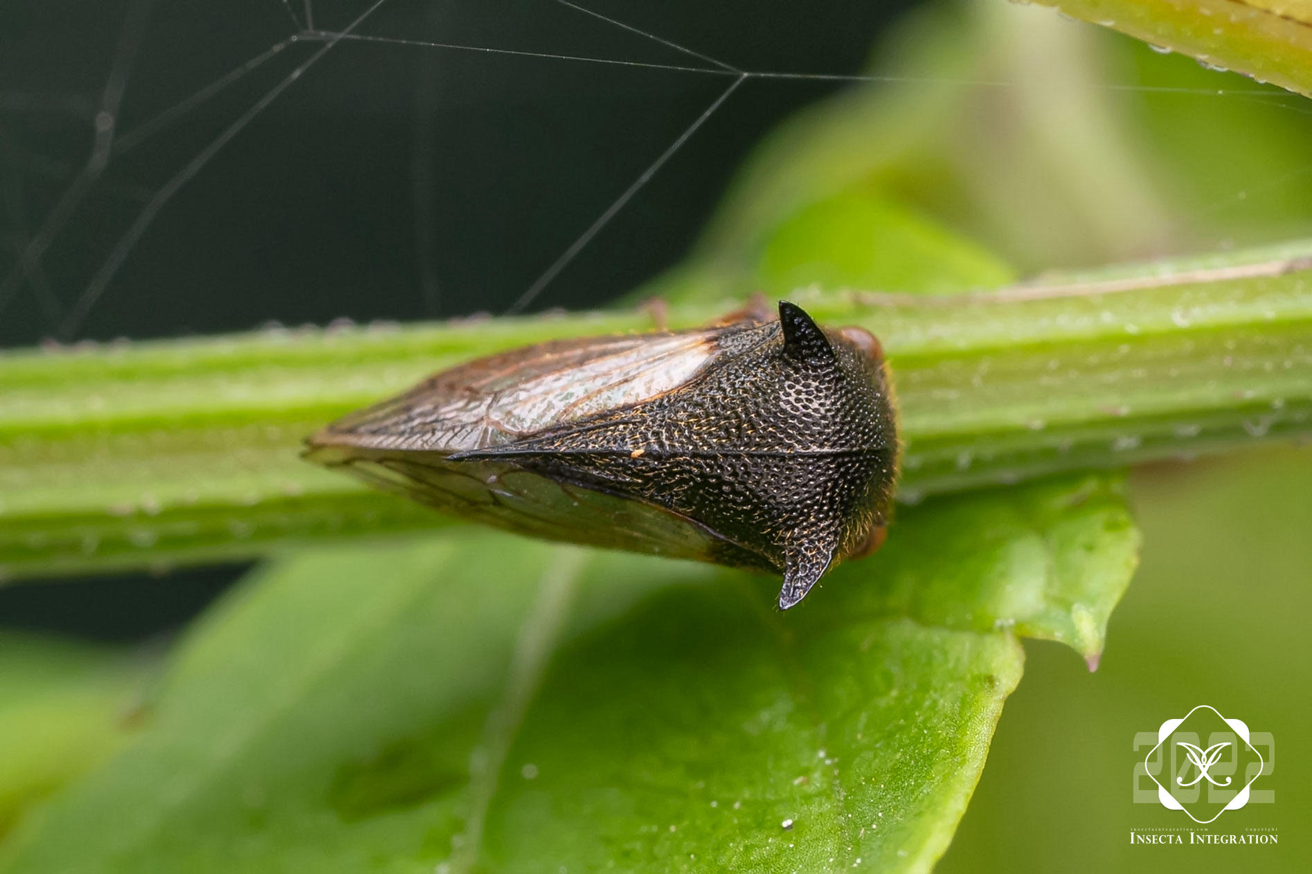 皮氏三刺角蝉 Tricentrus pieli – IISDW