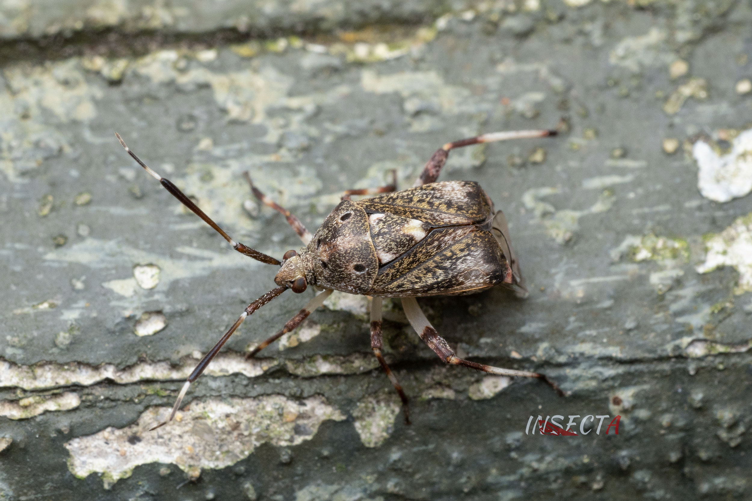 盲蝽科 Miridae – IISDW