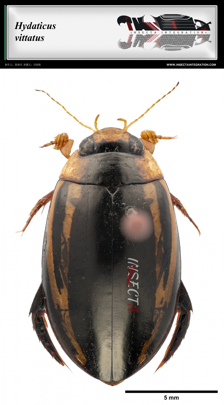 维氏斑龙虱 Hydaticus vittatus – IISDW