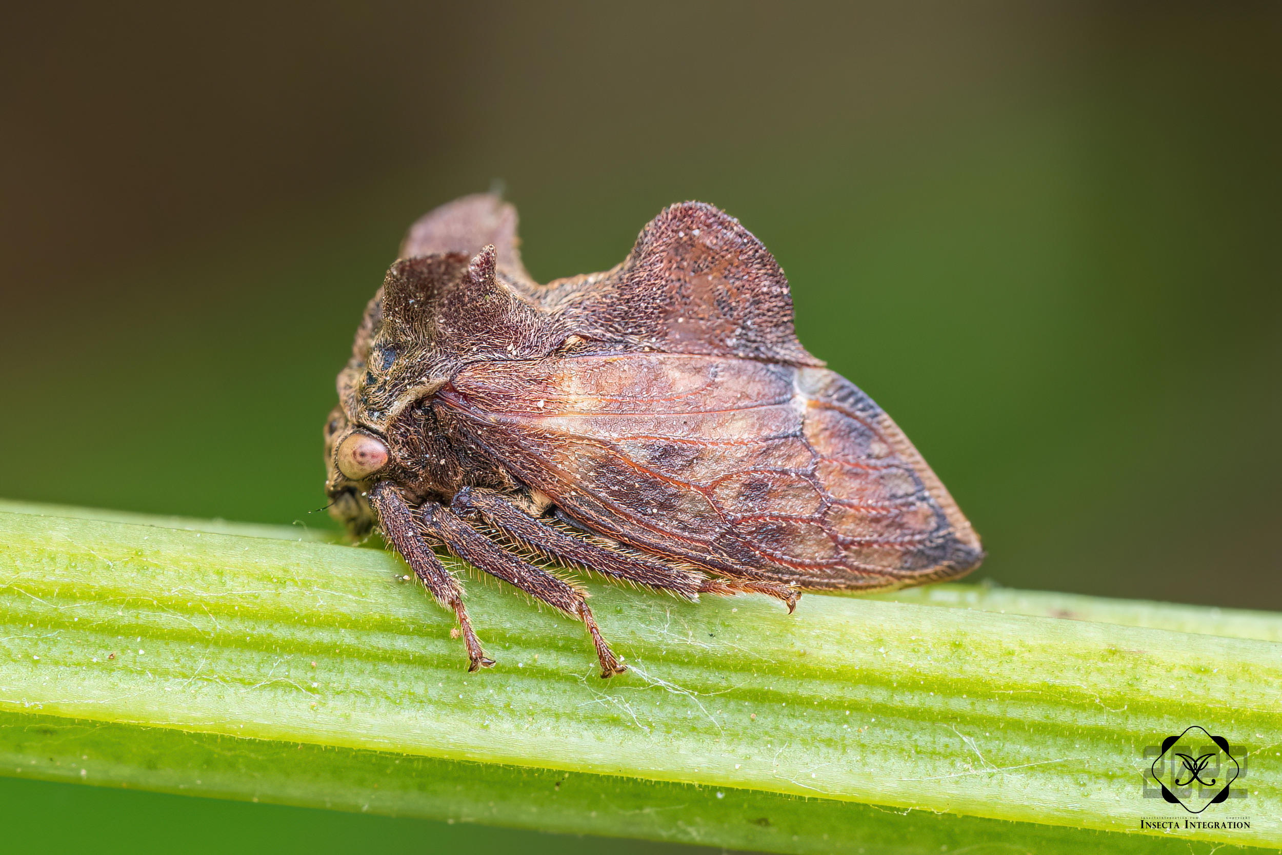 IISDW – Insecta Integration Specimen Database Website
