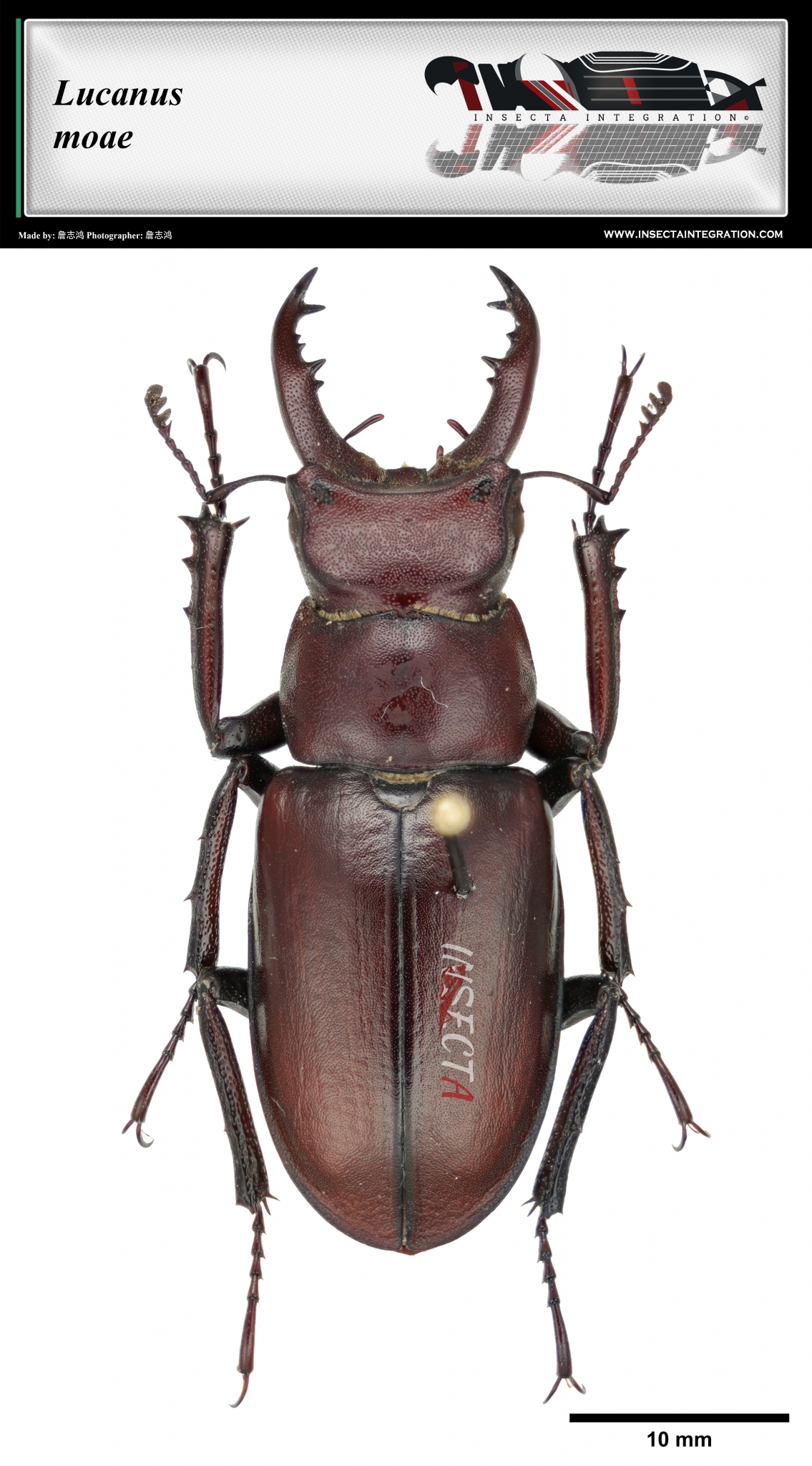 深山锹甲属 Lucanus – IISDW