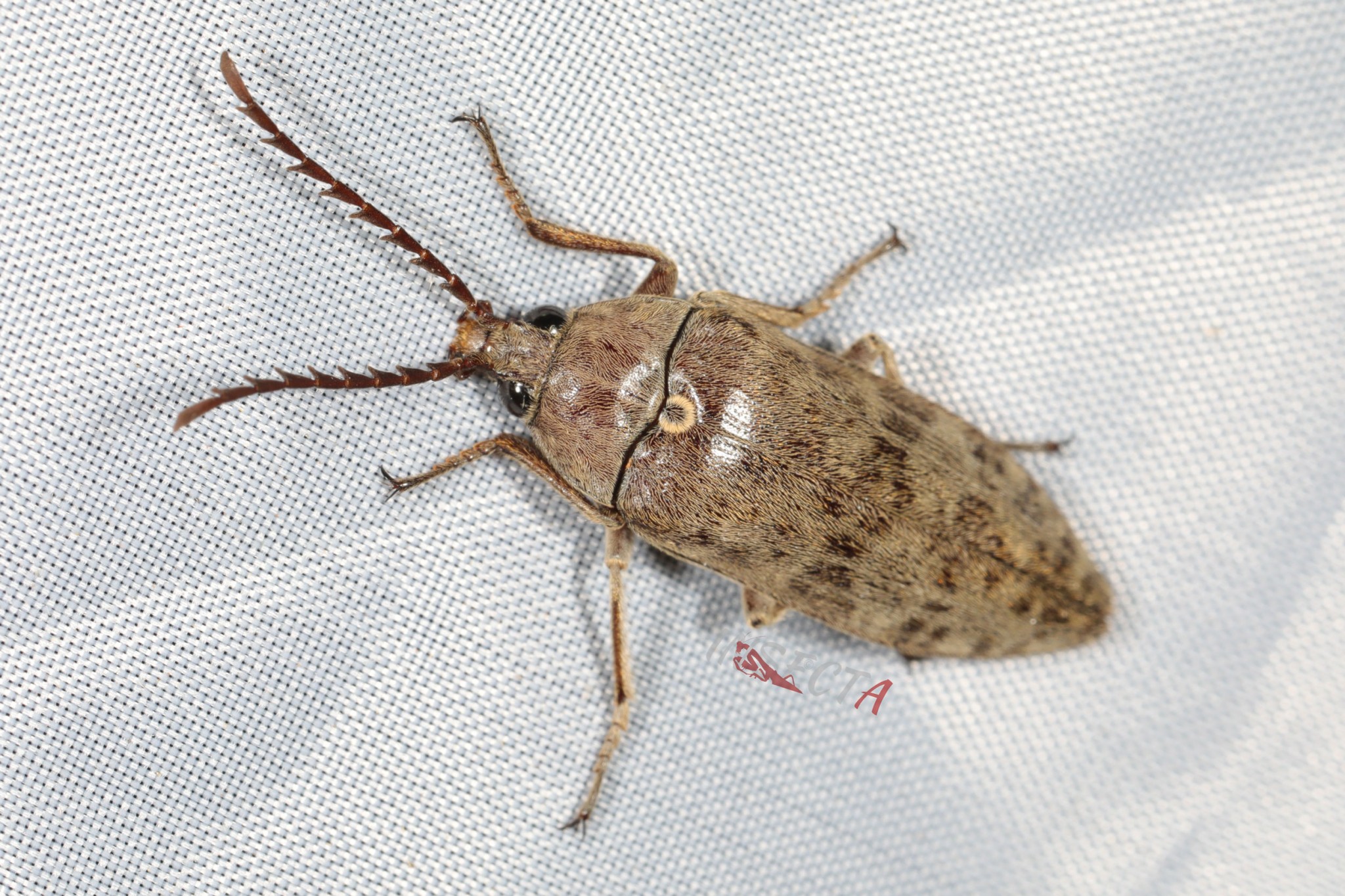 擎爪泥甲科 Eulichadidae – IISDW