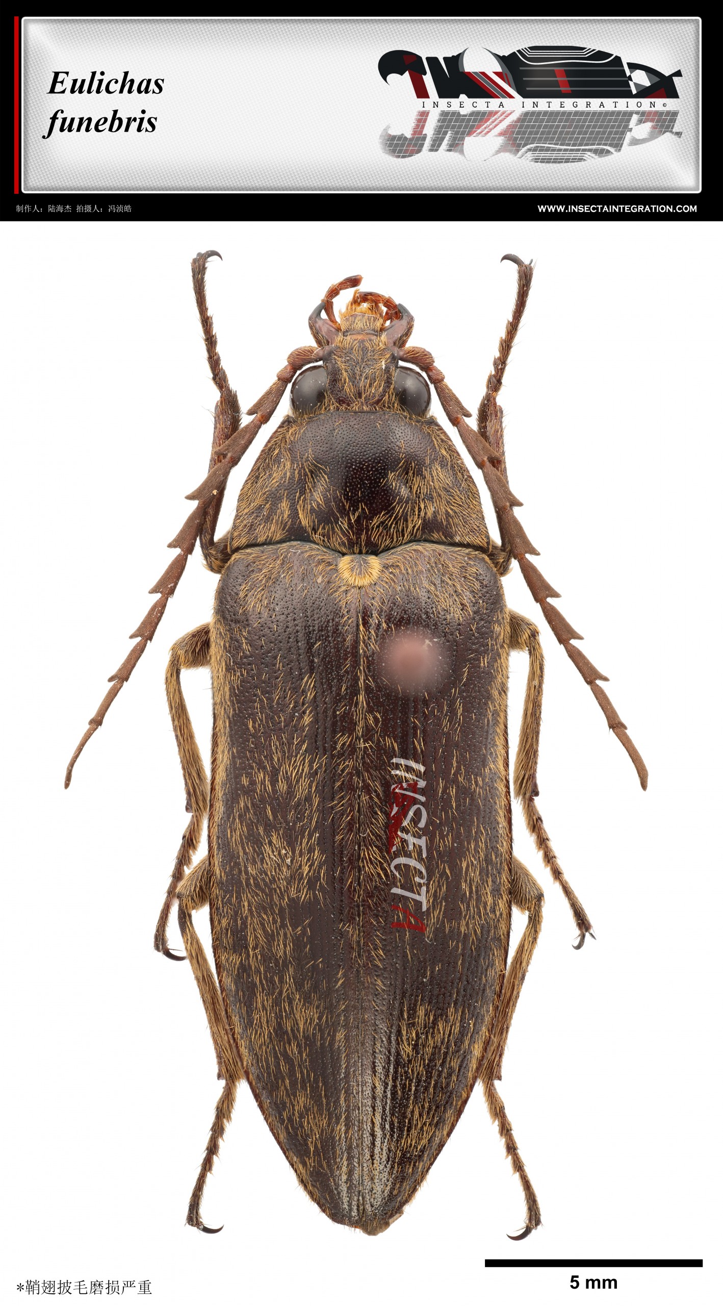 擎爪泥甲属 Eulichas – IISDW