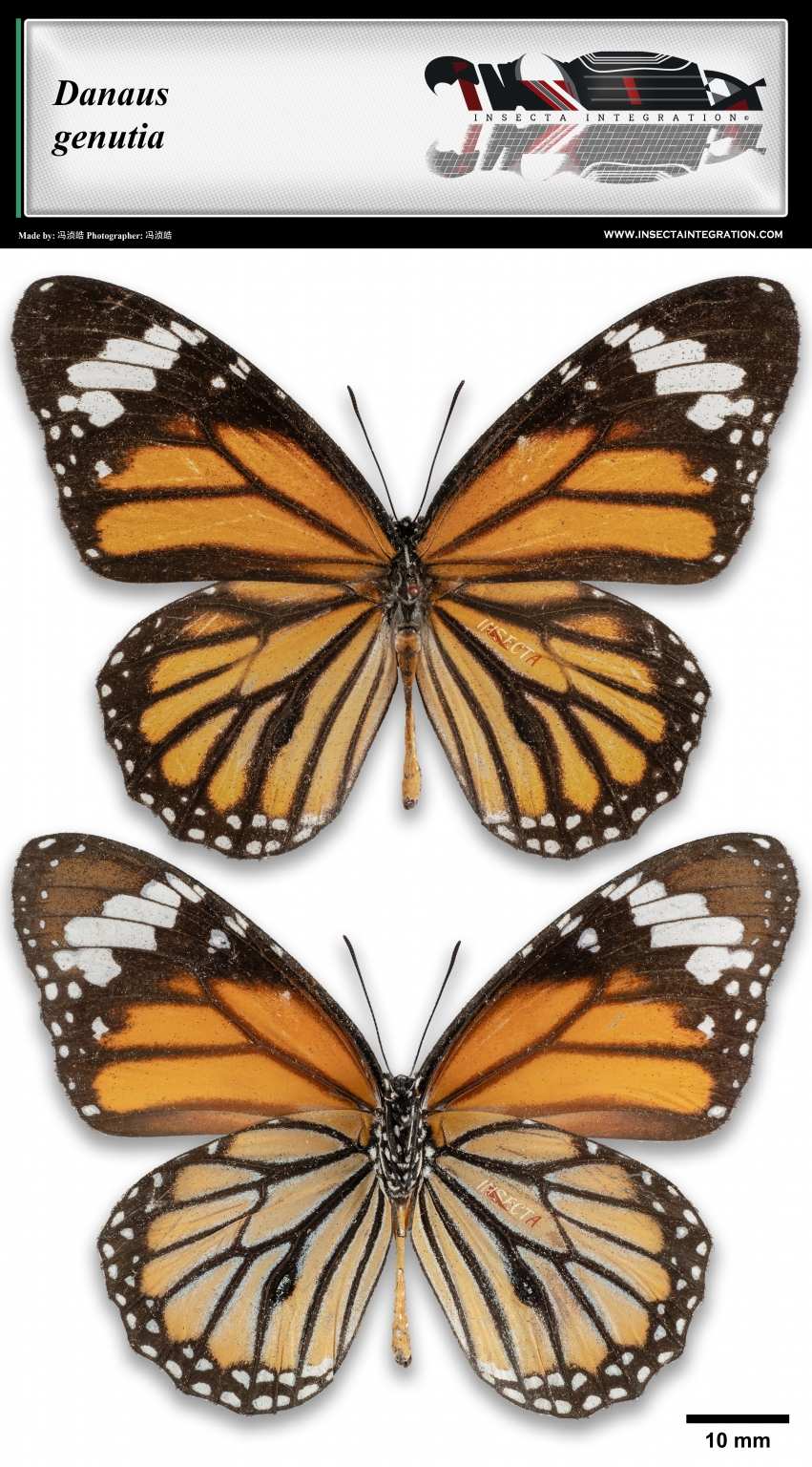 虎斑蝶 Danaus genutia – IISDW
